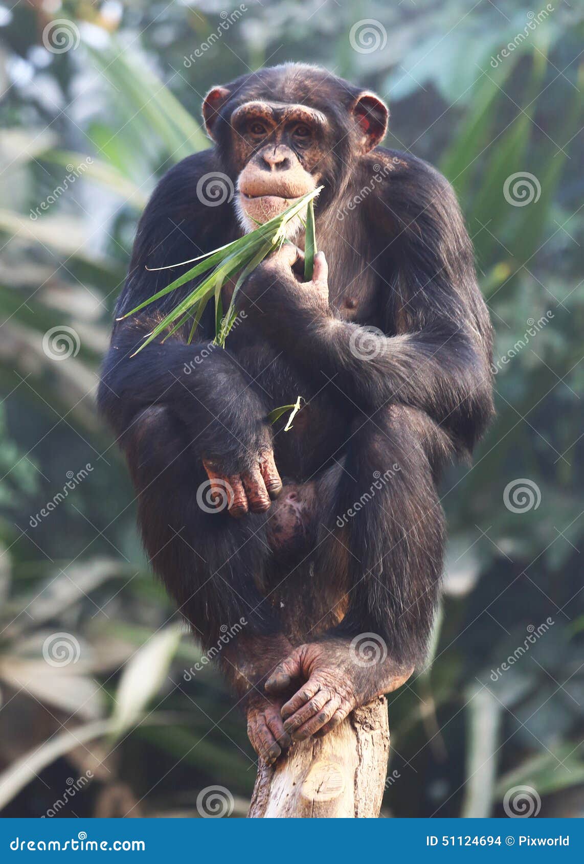 Cut chimpanzee stock photo. Image of chimpanzee, kiss - 51124694