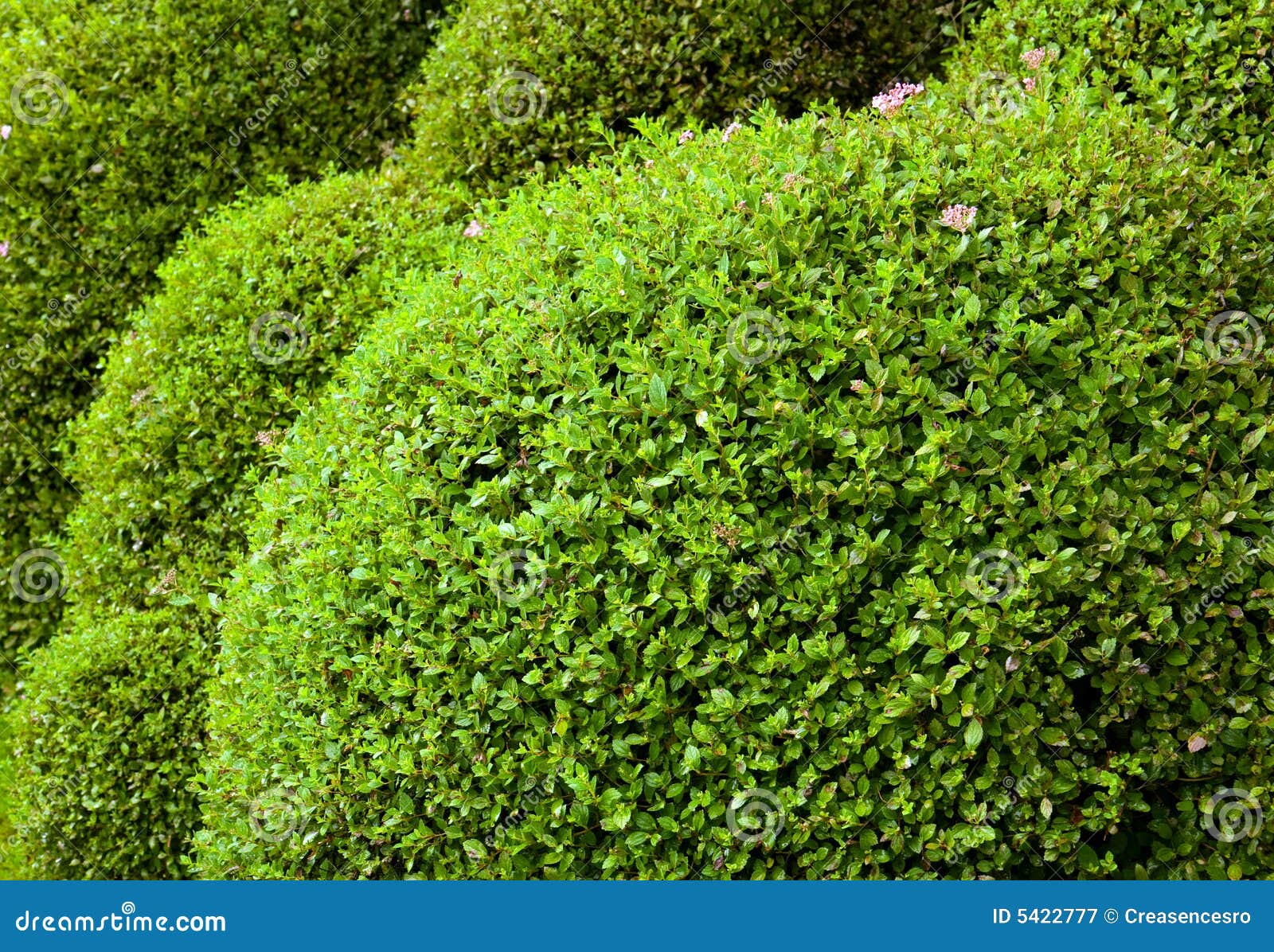 Cut circle bushes stock image. Image of sphere, summer - 5422777