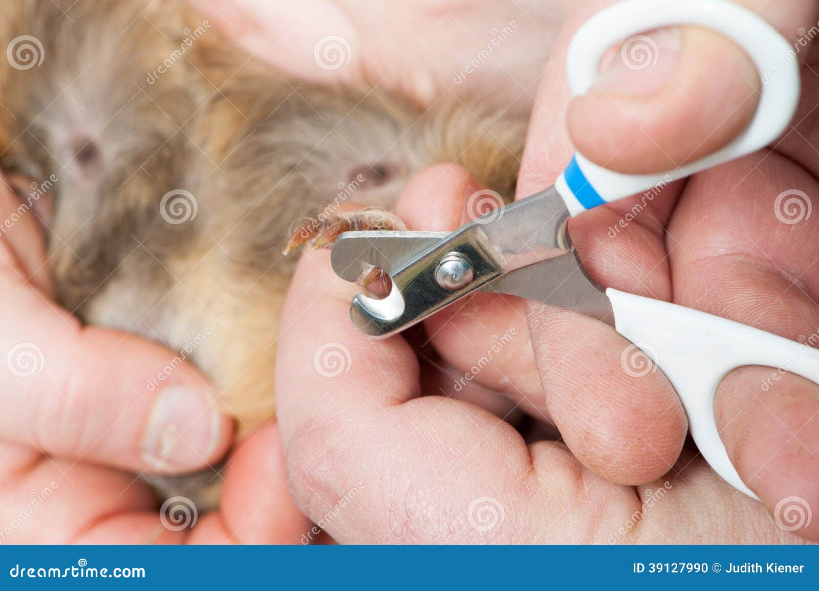 Cut claws stock photo. Image of veterinarian, investigation - 39127990
