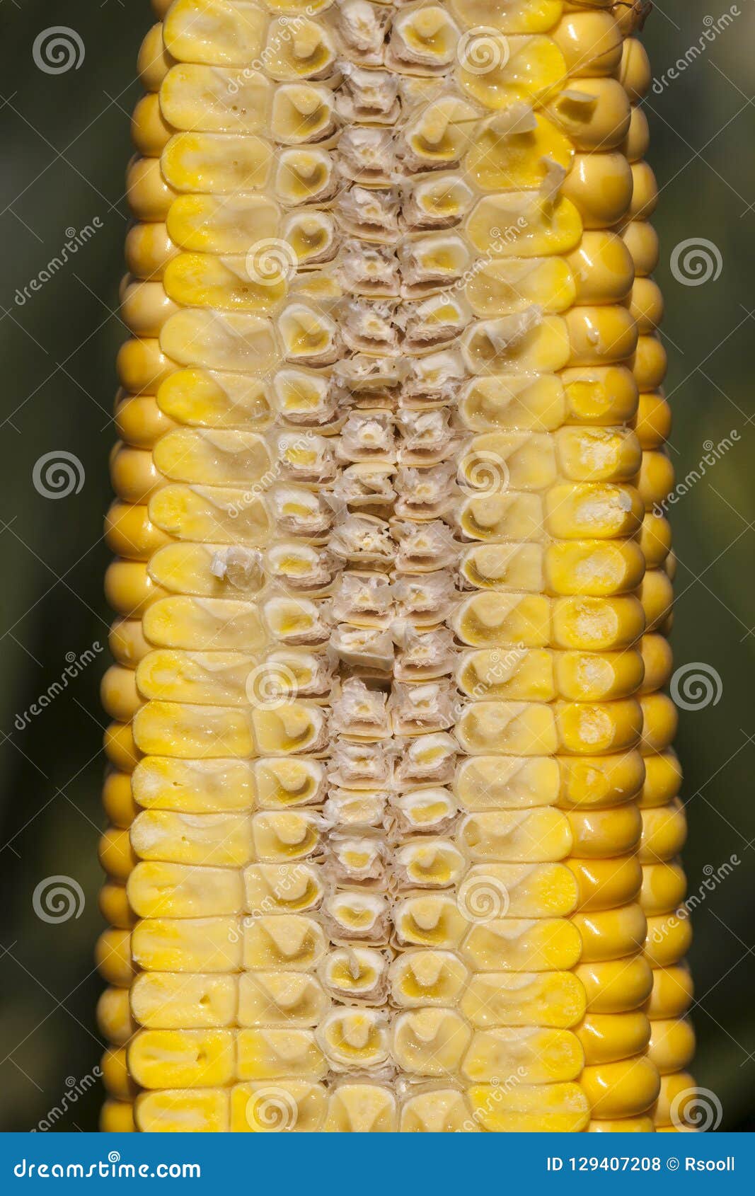 Cut corn cob stock photo. Image of agronomy, cultivation - 129407208
