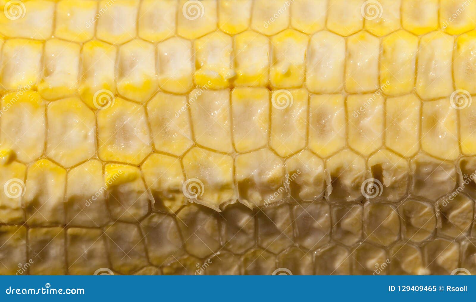 Cut corn cob stock image. Image of autumn, farmer, field - 129409465