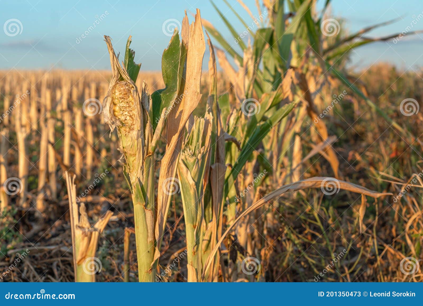 Cut Corn Stubble and Chaff in an Autumn Field Stock Image - Image of ...