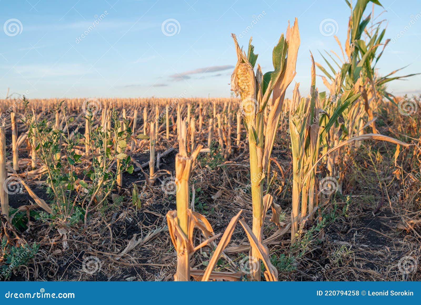 Cut Corn Stubble and Chaff in an Autumn Field after the Harvesting ...