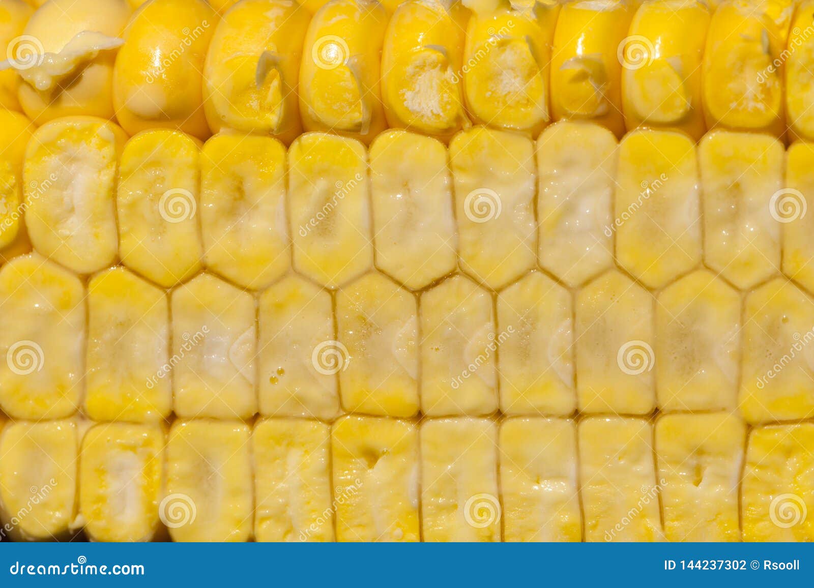Cut Corncobs Corn Slice Grain Stock Photo - Image of farming, golden ...