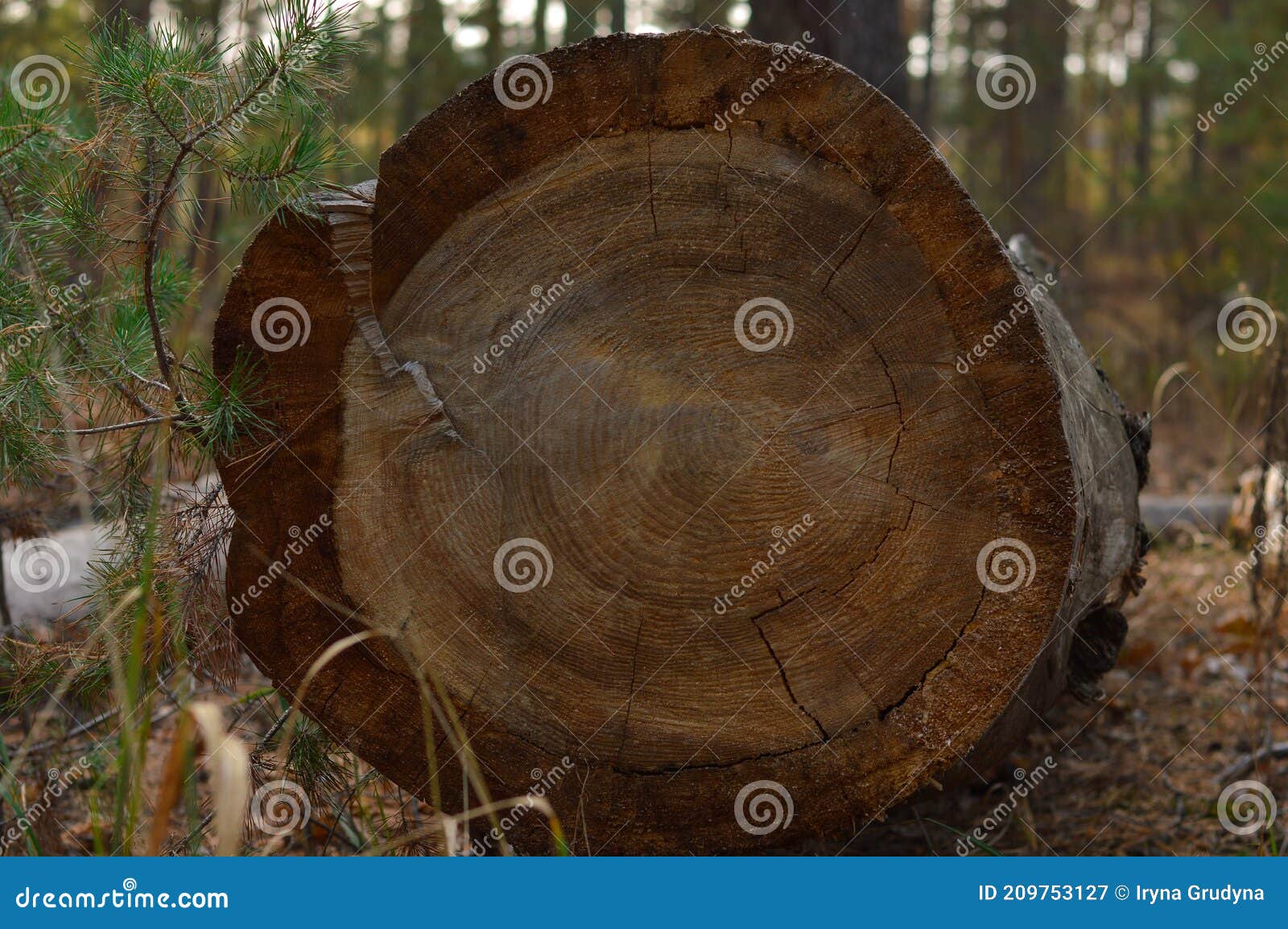 A cut of a cut pine stock image. Image of sunny, summer - 209753127