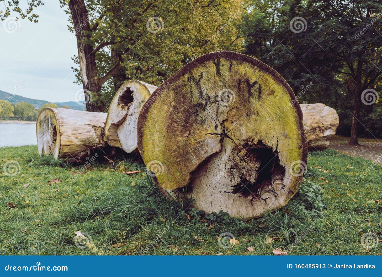 Cut Damaged Tree Trunks in Park in Autumn with Fallen Leaves, Destroyed ...