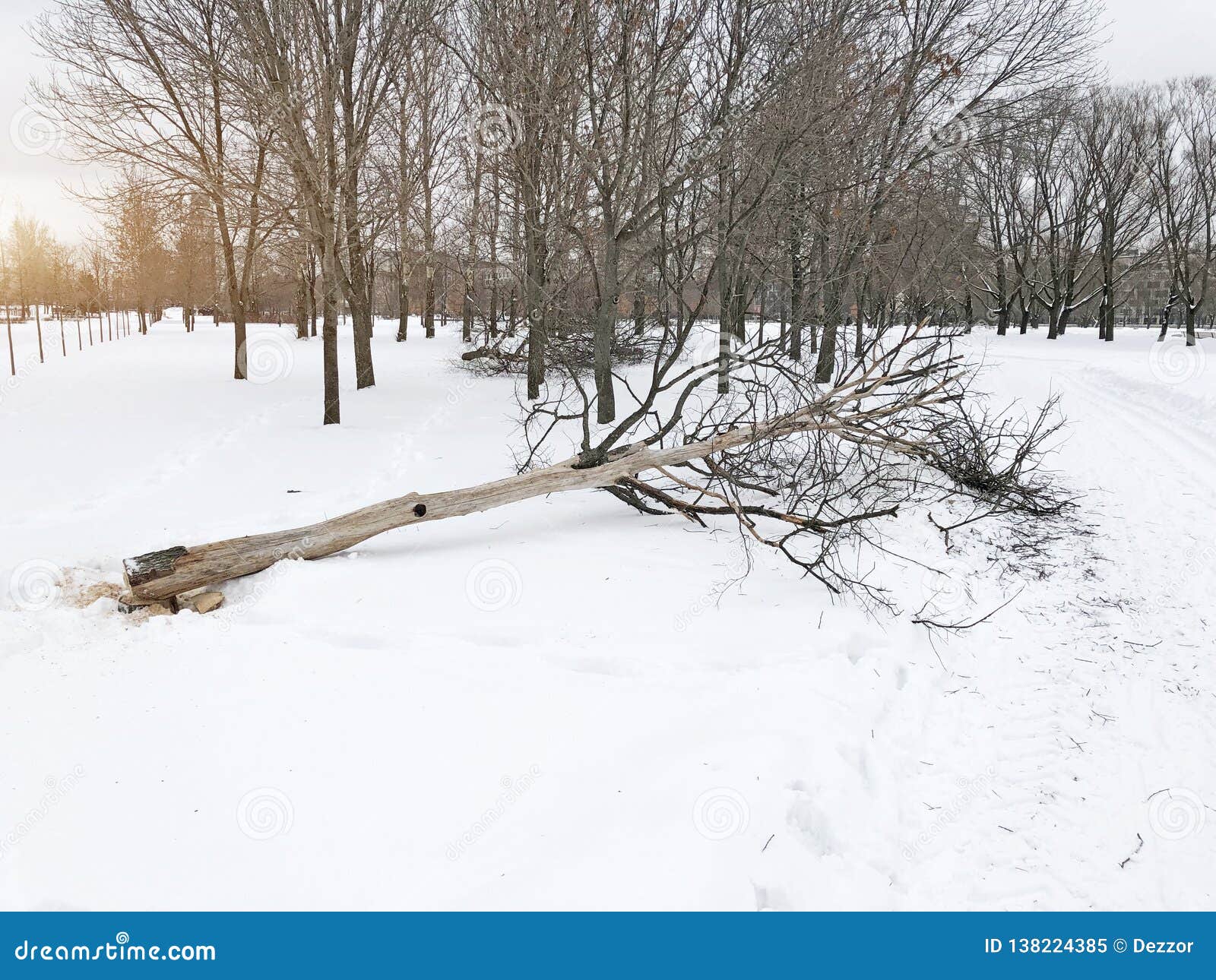 Cut Dead Trees in the Park in Winter Stock Image - Image of branches ...