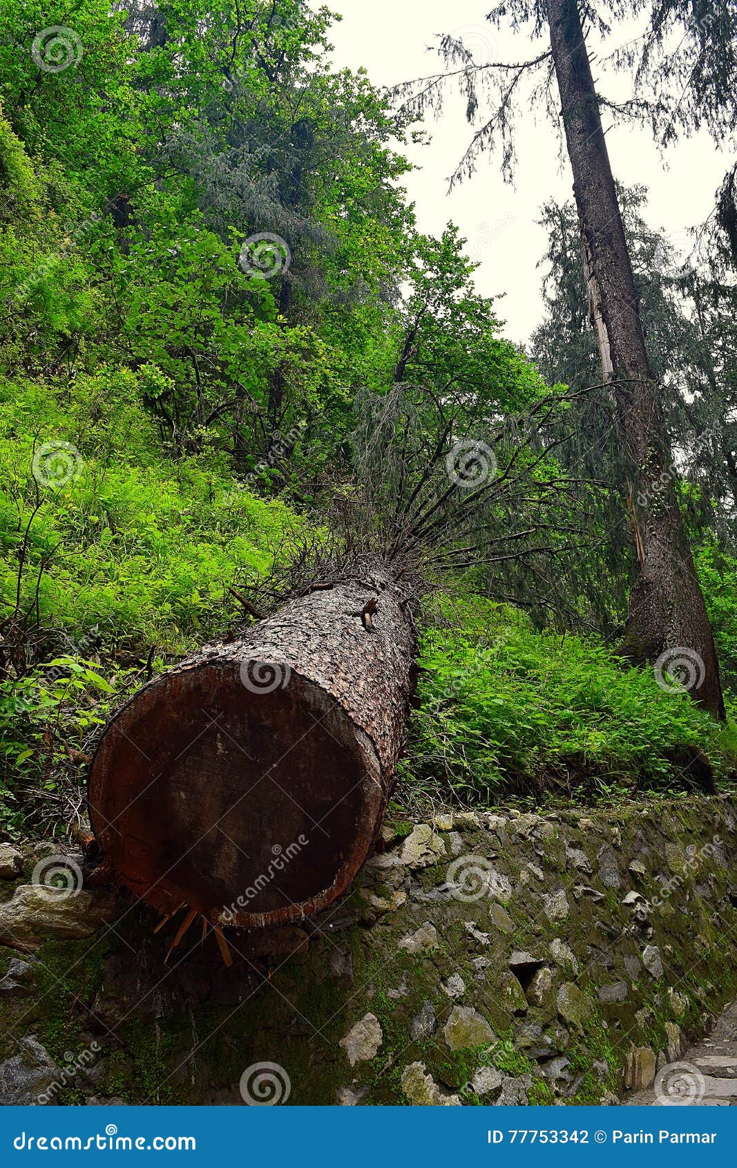 A Cut Deodar Tree With Cross Section Of Its Trunk Stock Photography ...
