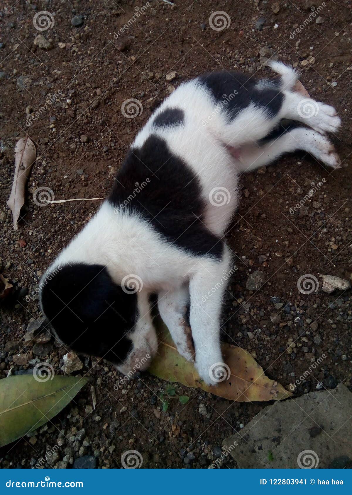 Cut dog stock image. Image of little, cute, papy - 122803941