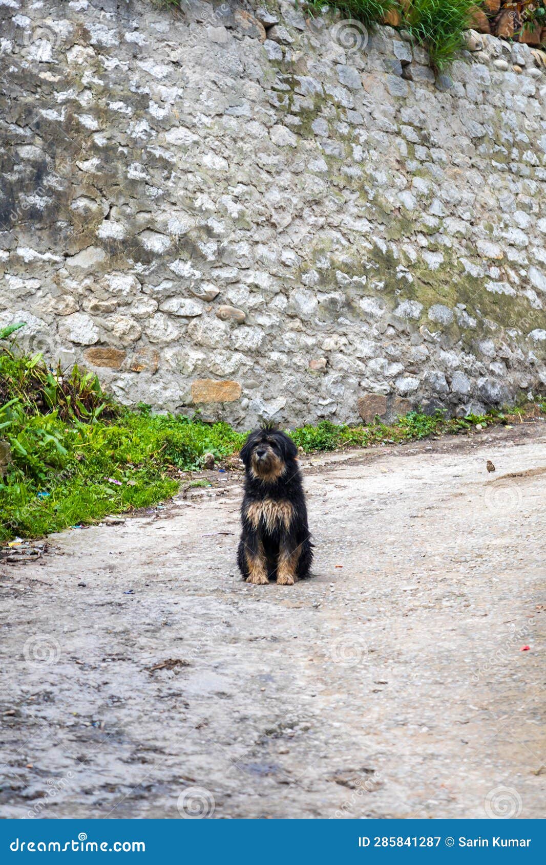 Cut Dog Sitting in a Pathway Stock Image - Image of background, animal ...