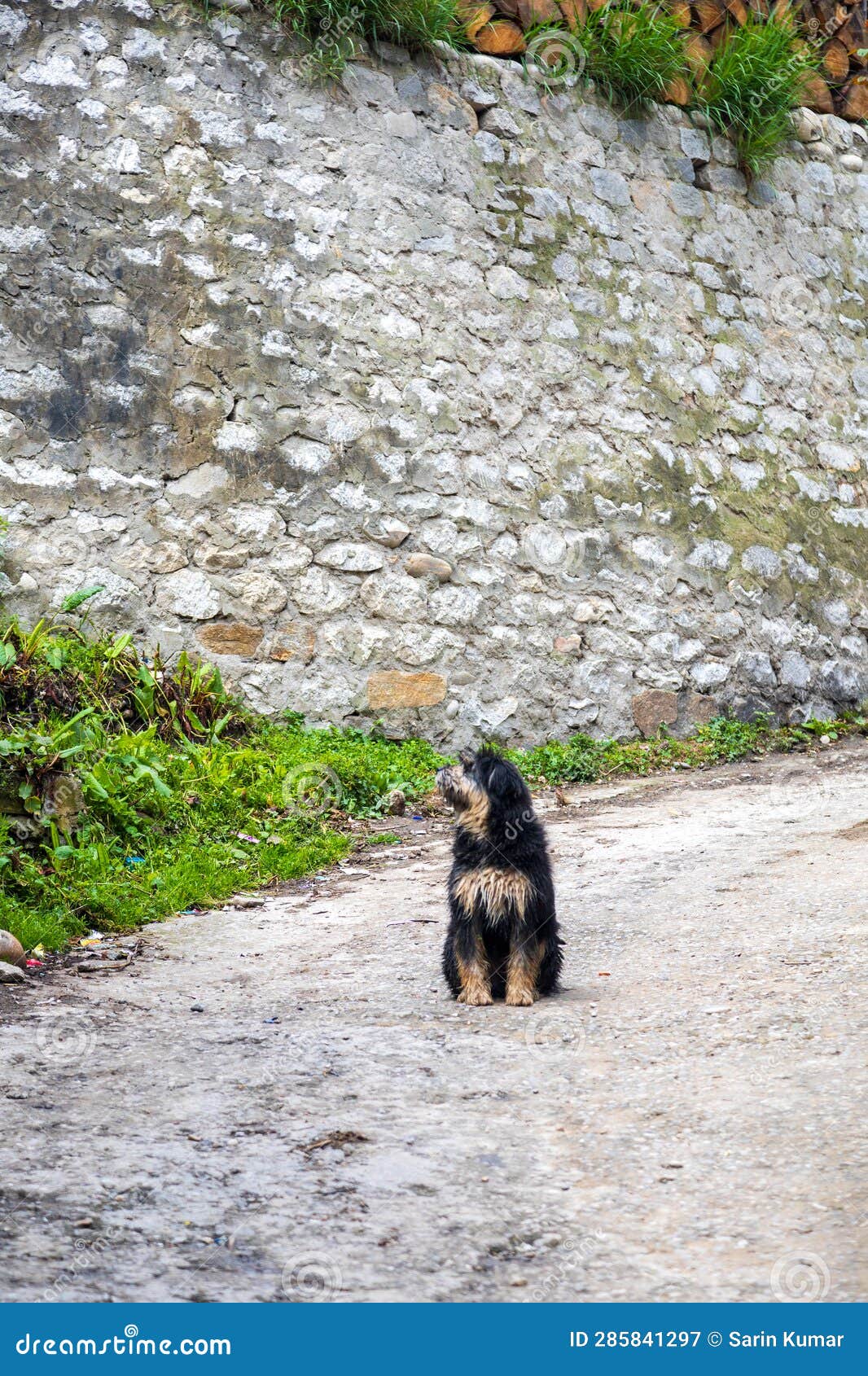 Cut Dog Sitting in a Pathway Stock Image - Image of wildlife, mammal ...