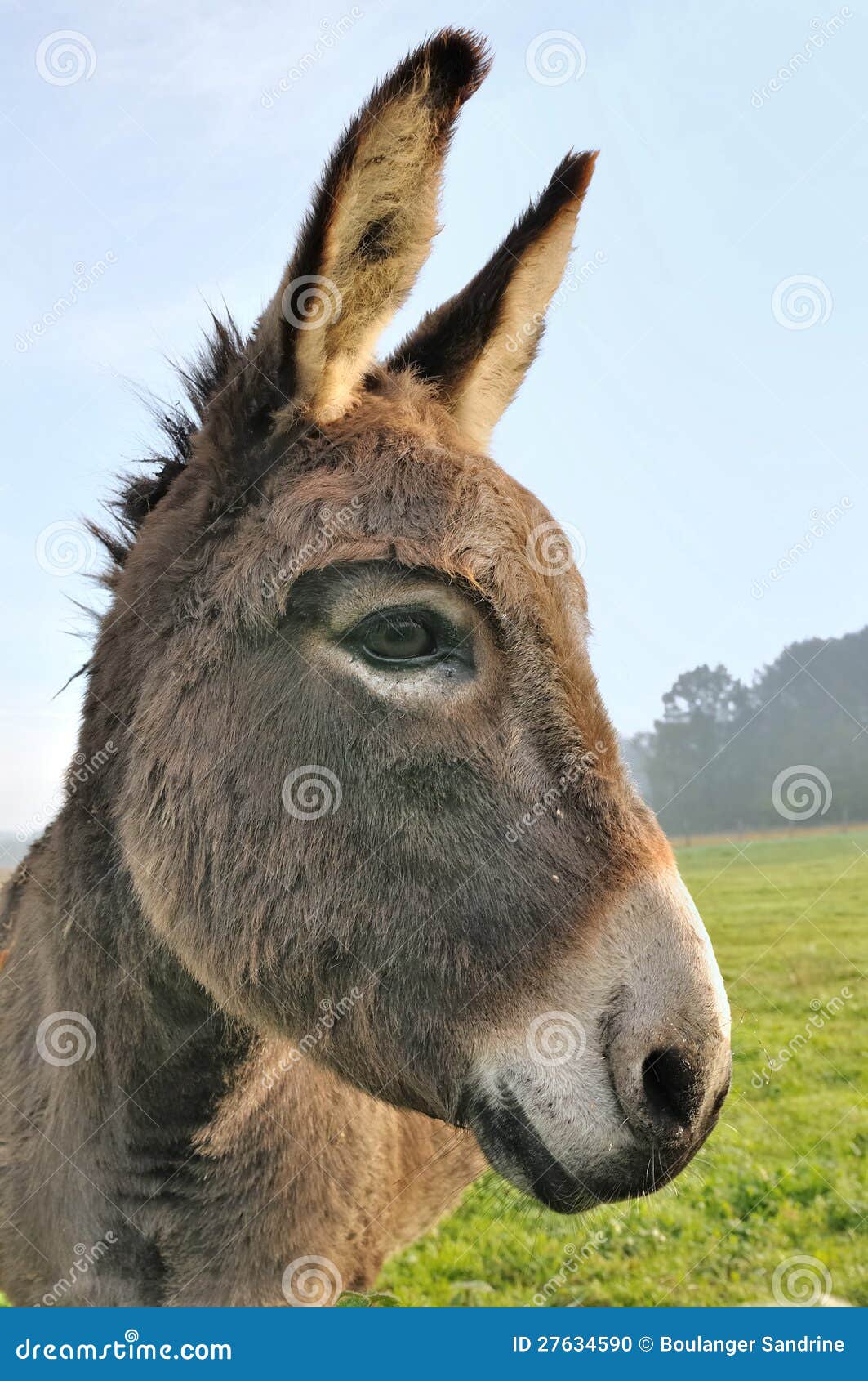 Cut donkey stock photo. Image of head, closeup, animal - 27634590