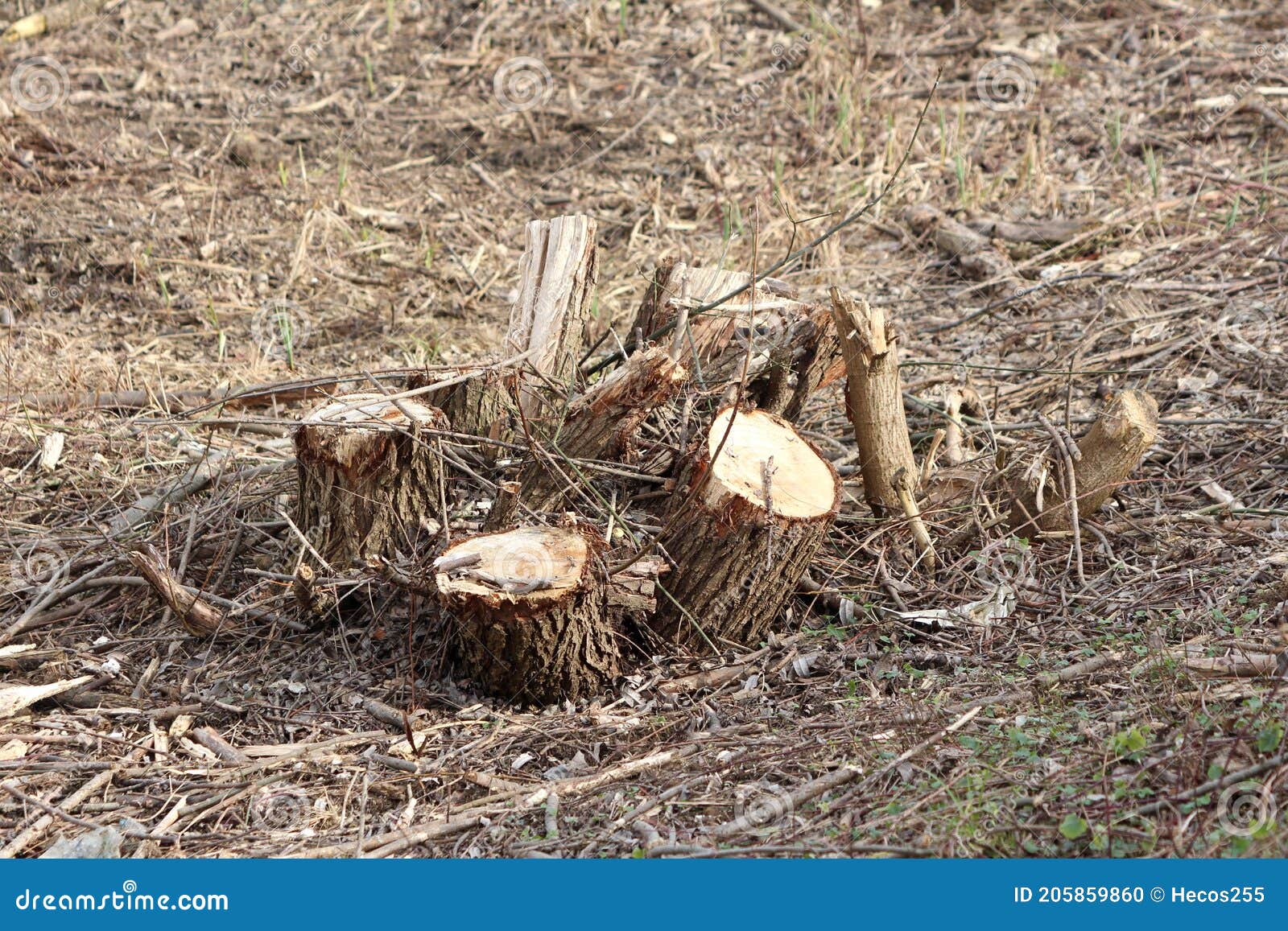 Cut Down and Chopped Down Trees with Multiple Tree Stubs Left in Field ...