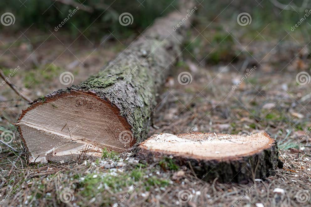 Cut Down Coniferous Tree. Trunk and Log of a Tree Stock Photo - Image ...
