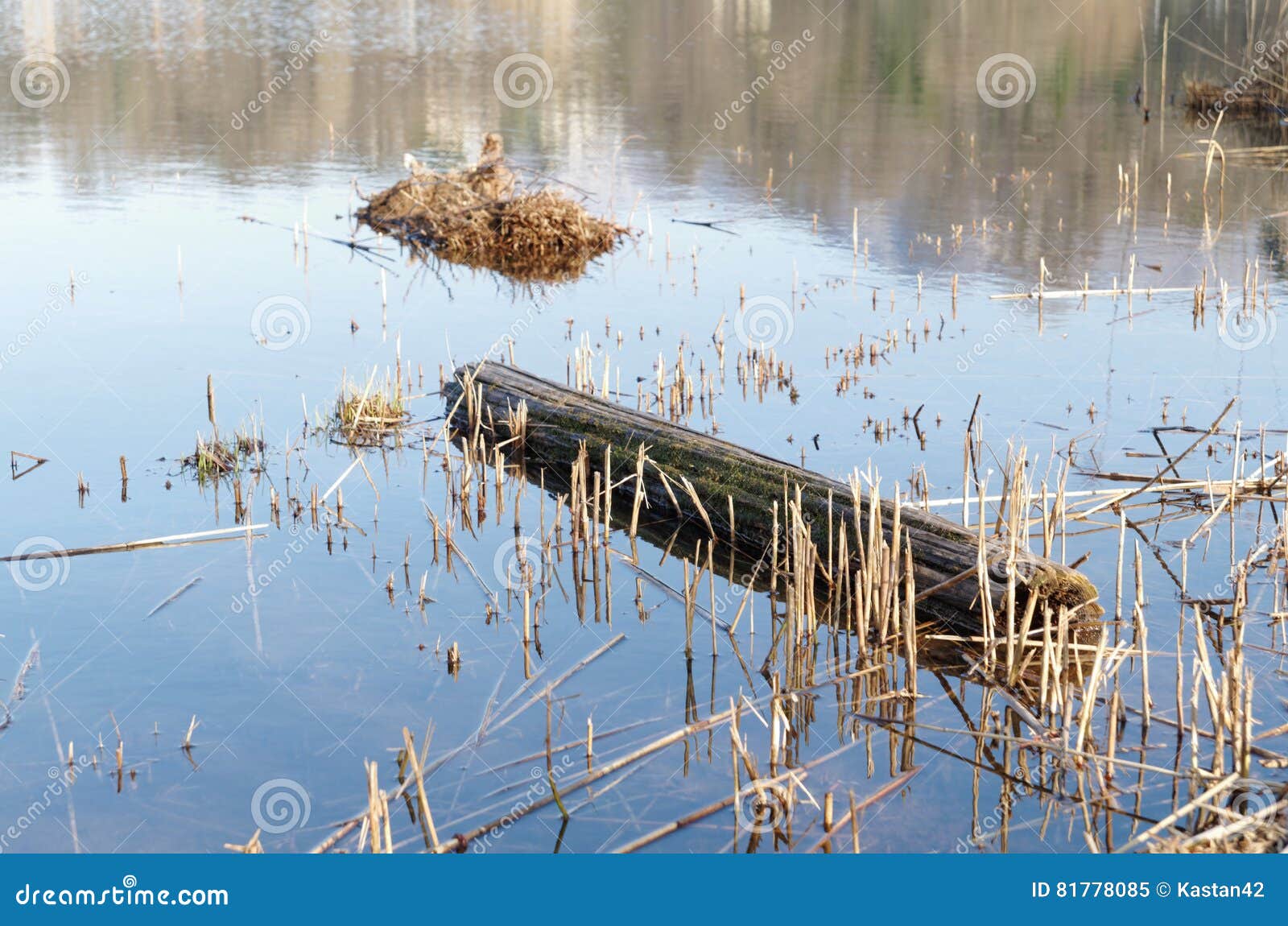 Cut Down Dry Reeds and Wood on a Pond Stock Image - Image of bright ...