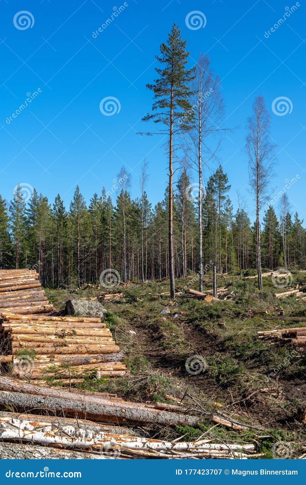 Cut Down Forest with Timber and Branches on the Ground Stock Image ...