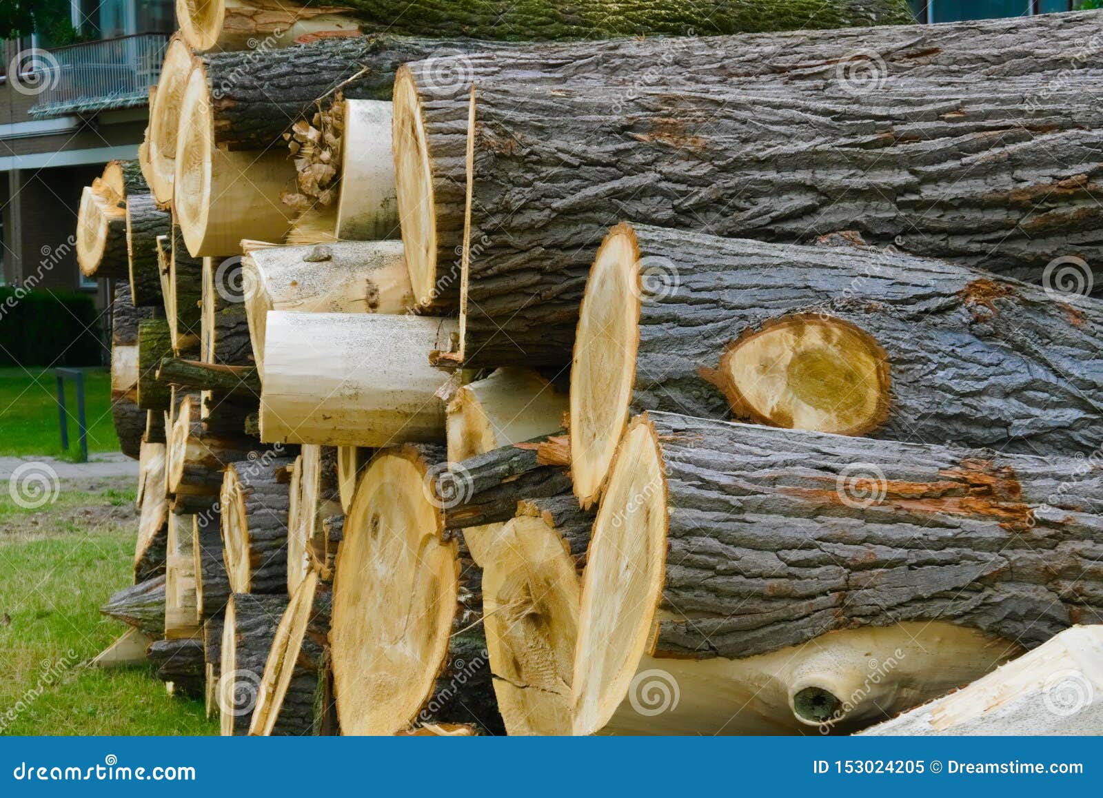 Cut Down Lumber Stacked on Each Other Stock Image - Image of forestry ...