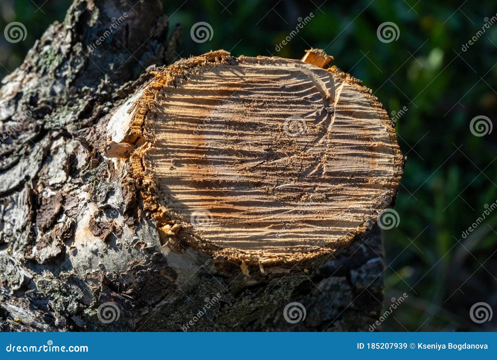 Cut Down of a Old Apple Tree Stock Image - Image of ring, forest: 185207939