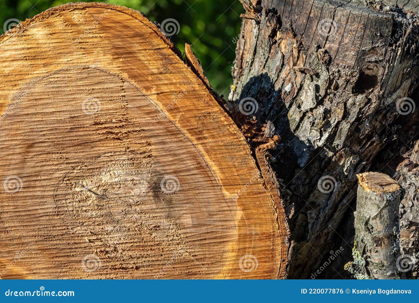 Cut Down of a Old Apple Tree Stock Photo - Image of macro, color: 220077876