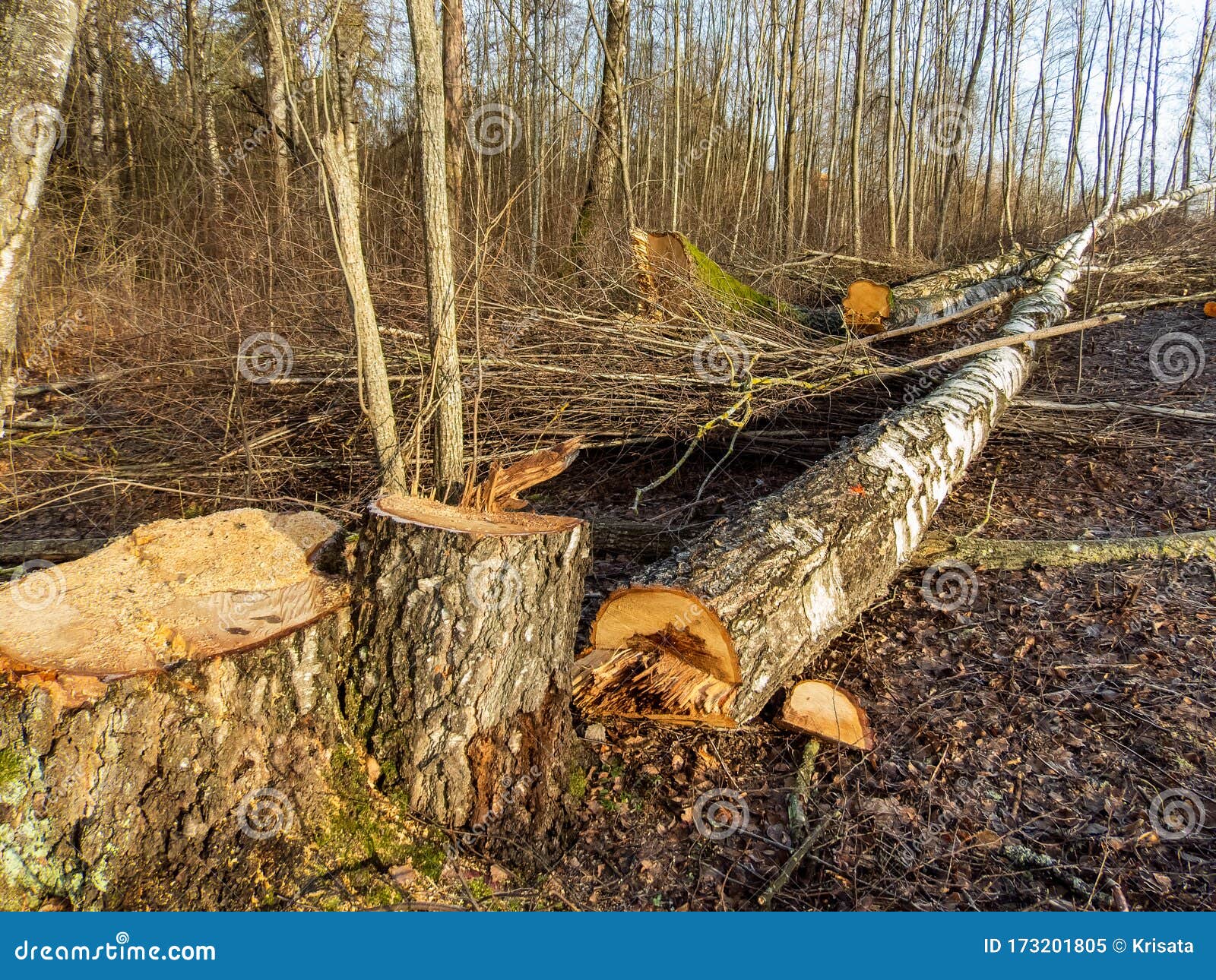 Cut Down Old Tree Logs Laying on the Ground. Deforestation Concept ...