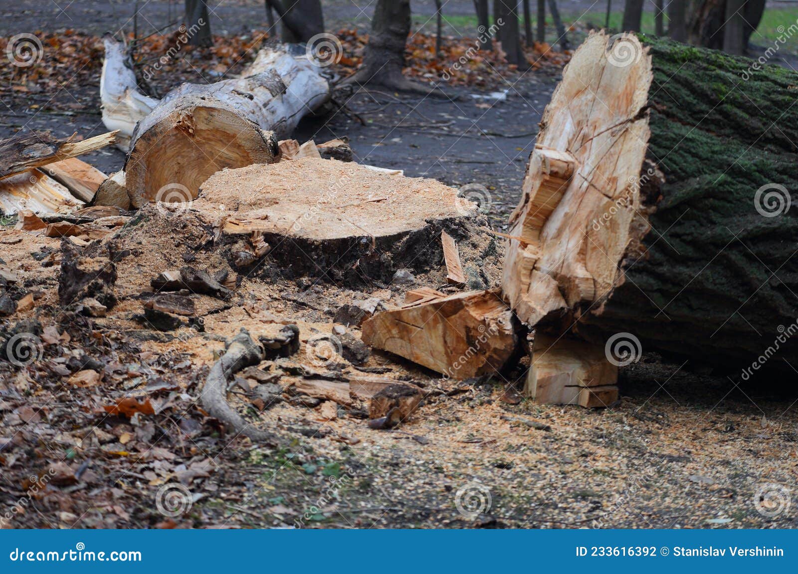 Cut Down Old Trees Lie Near the Stump Stock Photo - Image of trees ...
