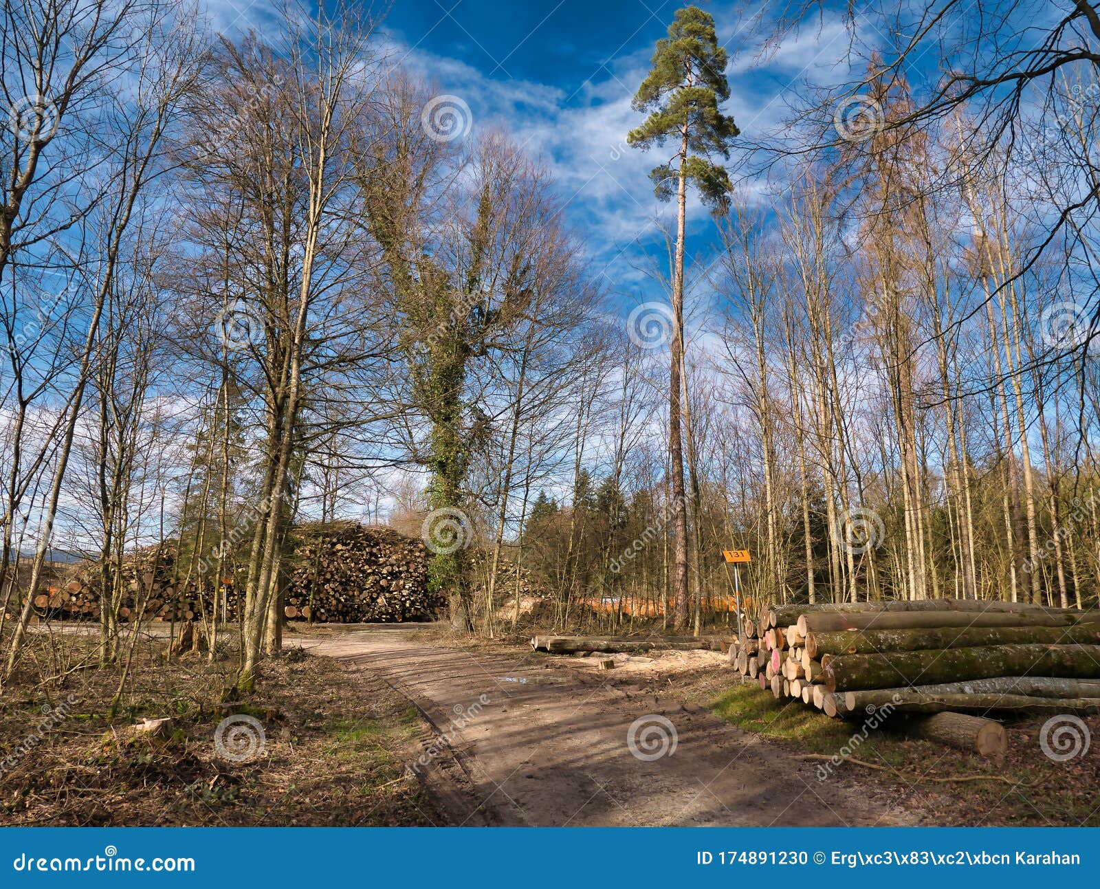Cut Down Piles of Trees Next To Footpath in the Forest. Stock Photo ...