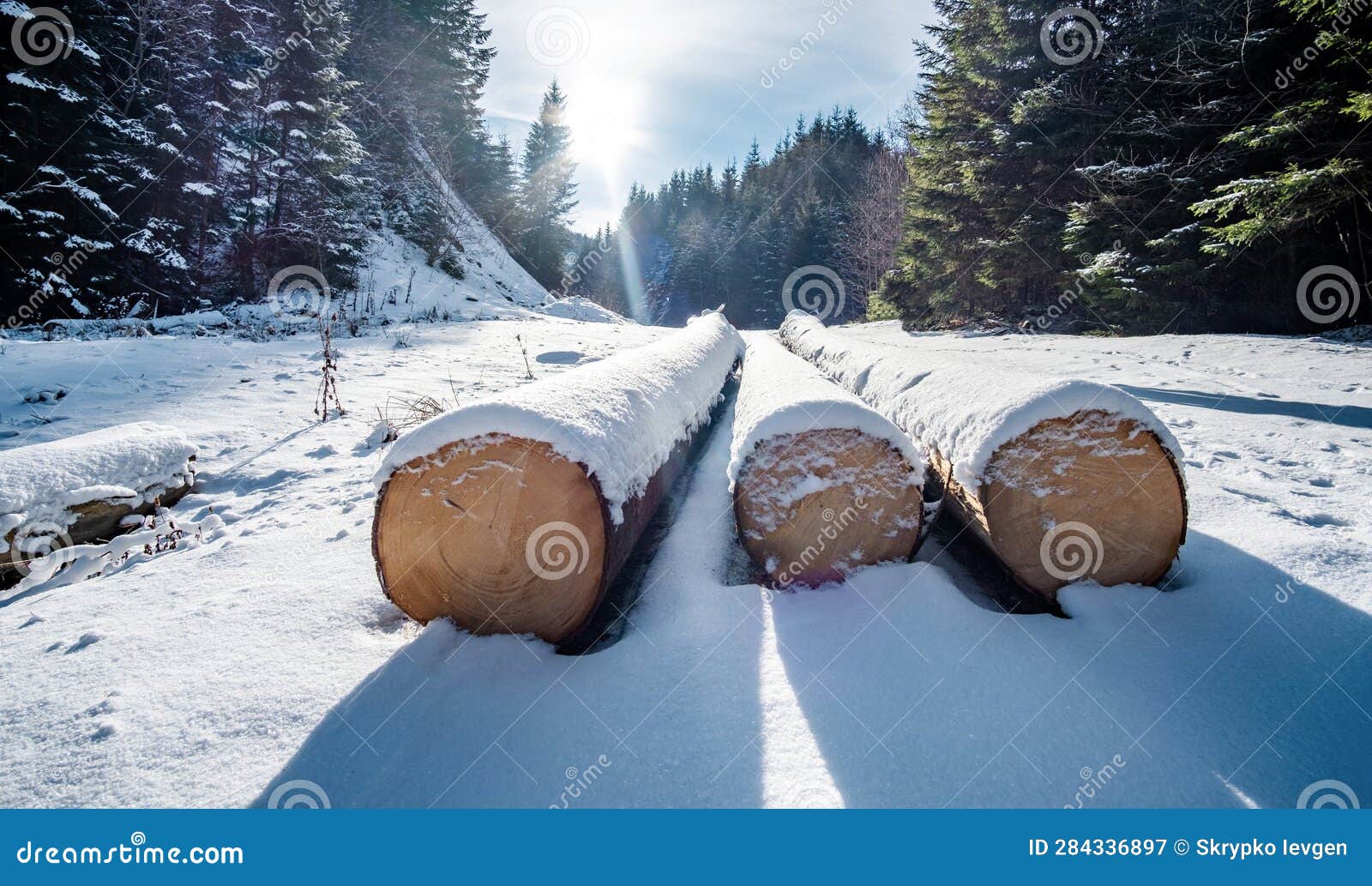 Cut Down Pines on a Forest Road Stock Image - Image of deforestation ...