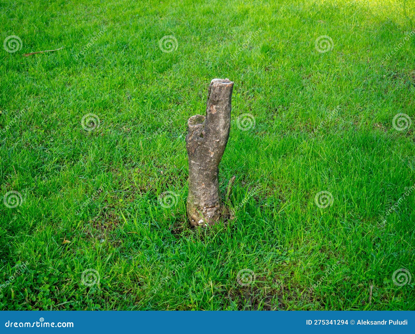 A Cut Down Small Tree. Stump from a Small Tree in the Grass. Ecological ...