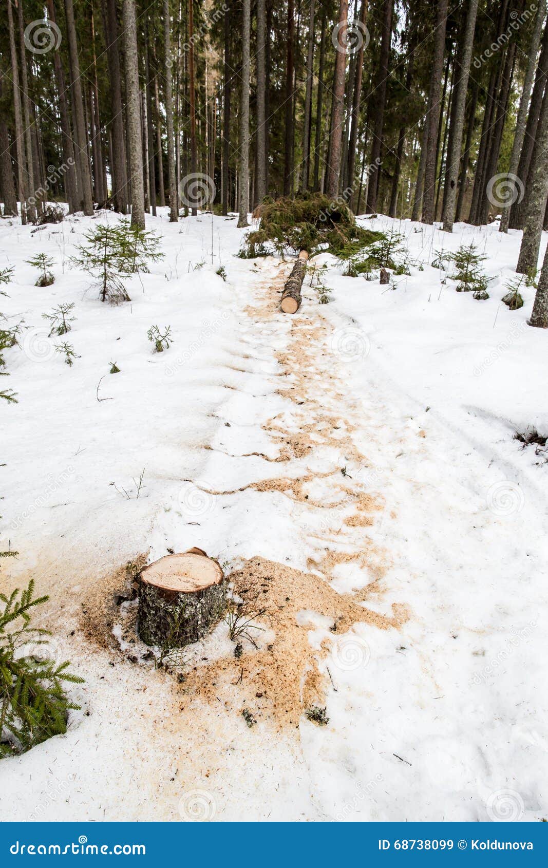 Cut Down Spruce Tree Lying in the Snow Stock Image - Image of ...