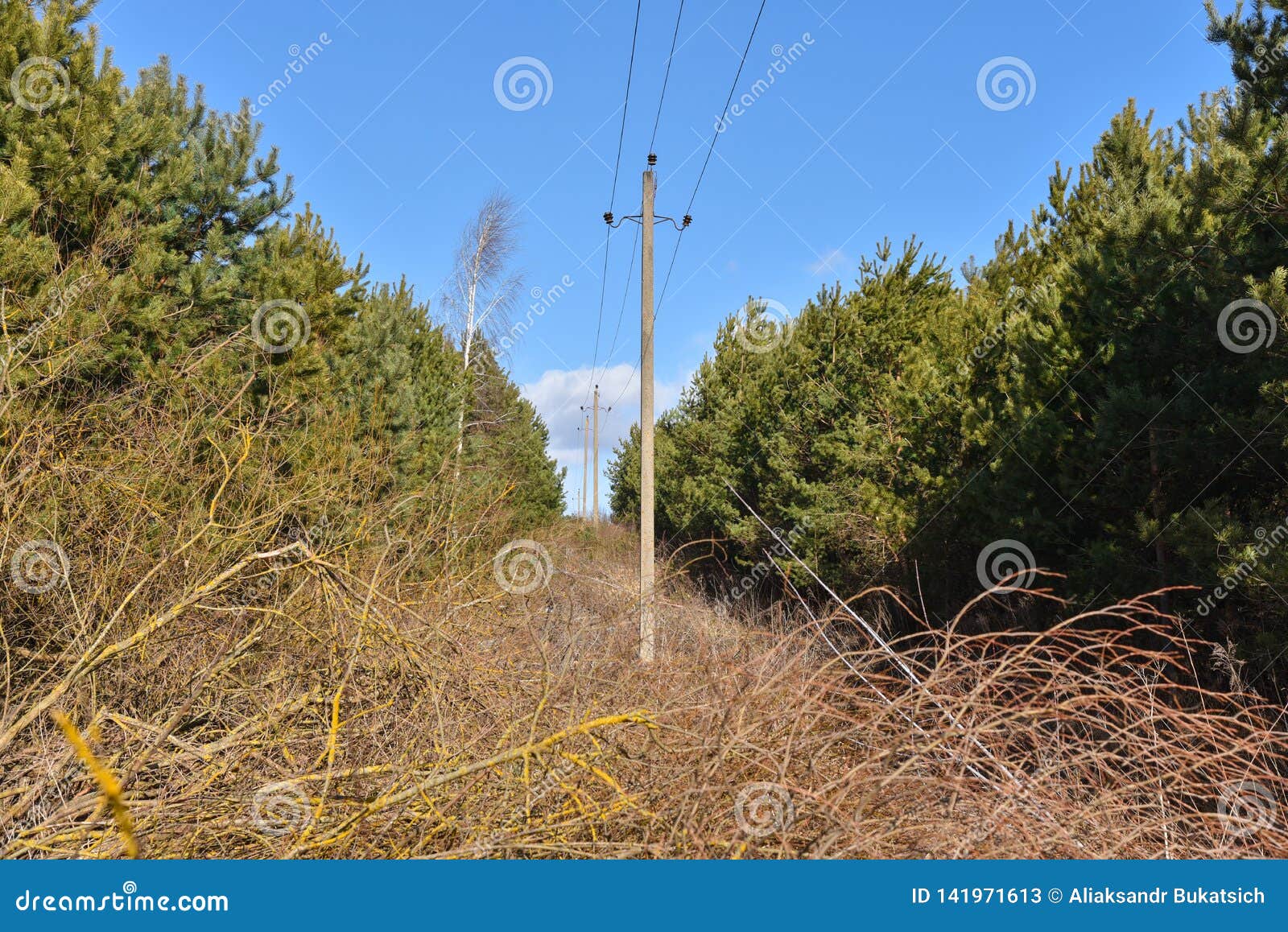 Cut Down a Strip in the Forest for a Power Line Stock Image - Image of ...