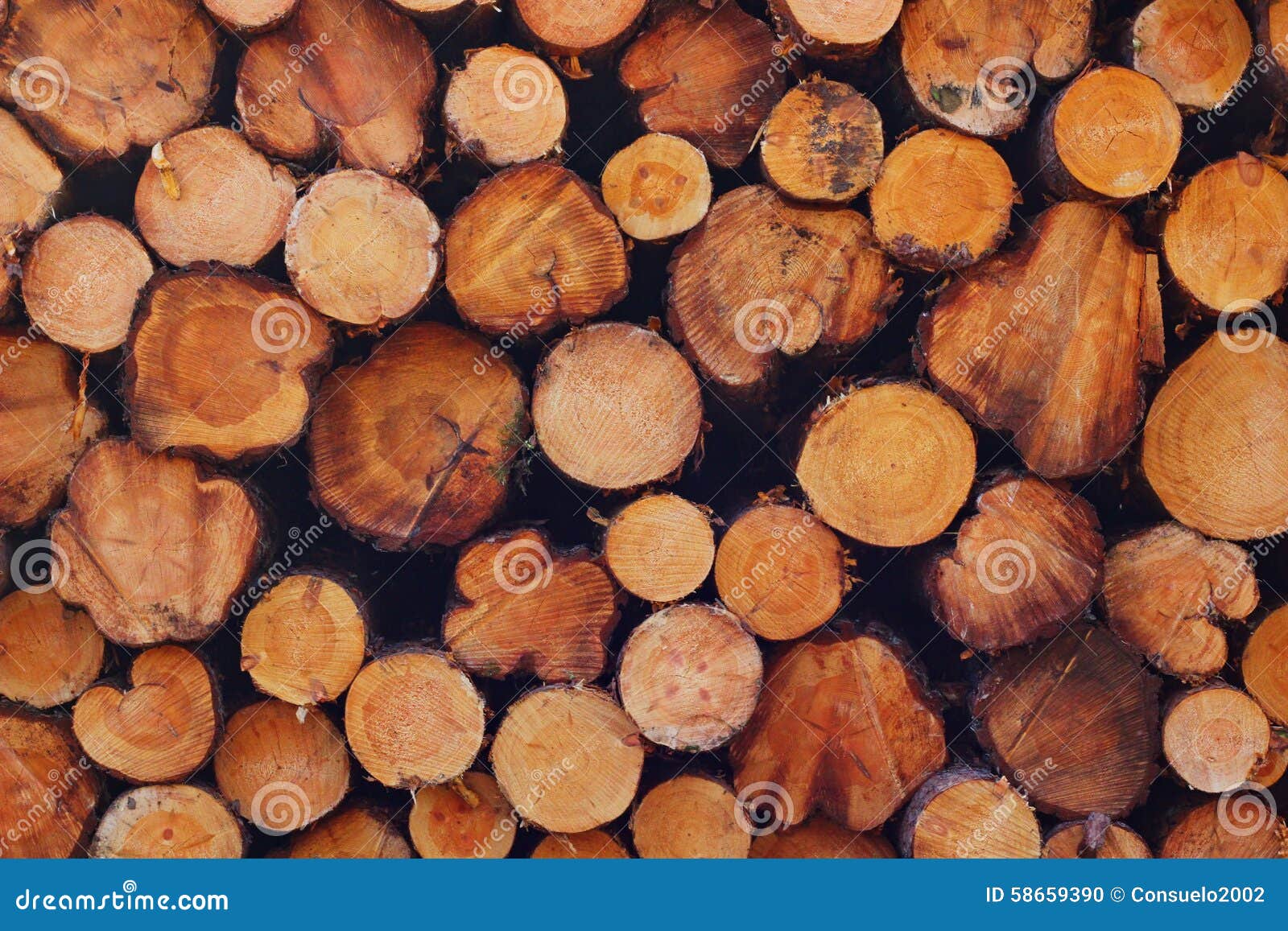 Cut down timber stock photo. Image of timber, tree, bunch - 58659390