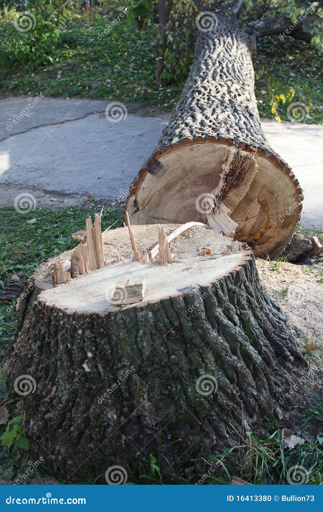 Cut down tree stock photo. Image of conservation, furniture - 16413380