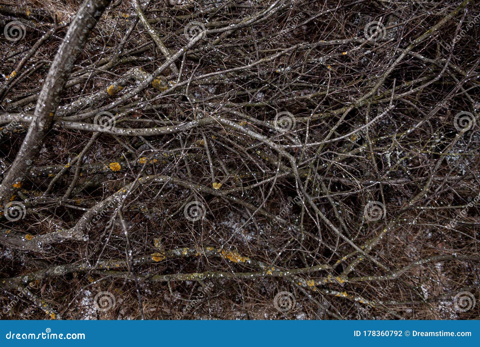 Cut down tree branches stock photo. Image of tree, twigs - 178360792
