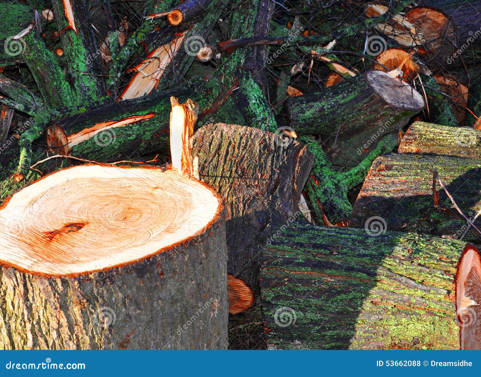 Cut down tree branches stock photo. Image of forest, industrial - 53662088