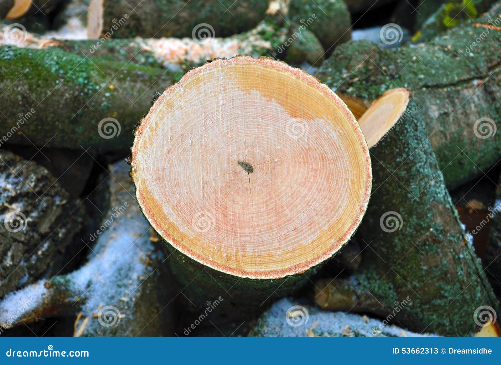 Cut down tree branches stock image. Image of industry - 53662313