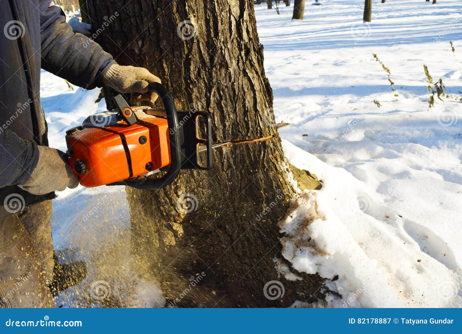 Cut Down the Tree with a Chainsaw. Stock Image - Image of landscape ...