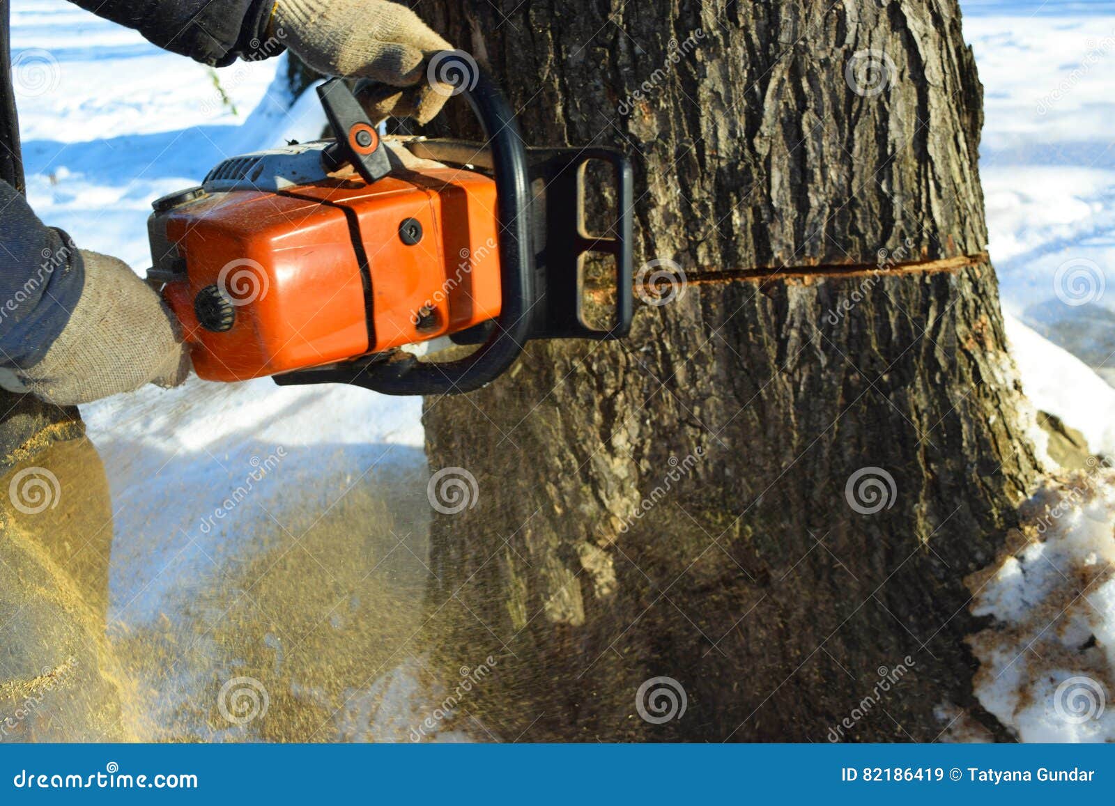 Cut Down the Tree with a Chainsaw. Stock Image - Image of dust, snow ...