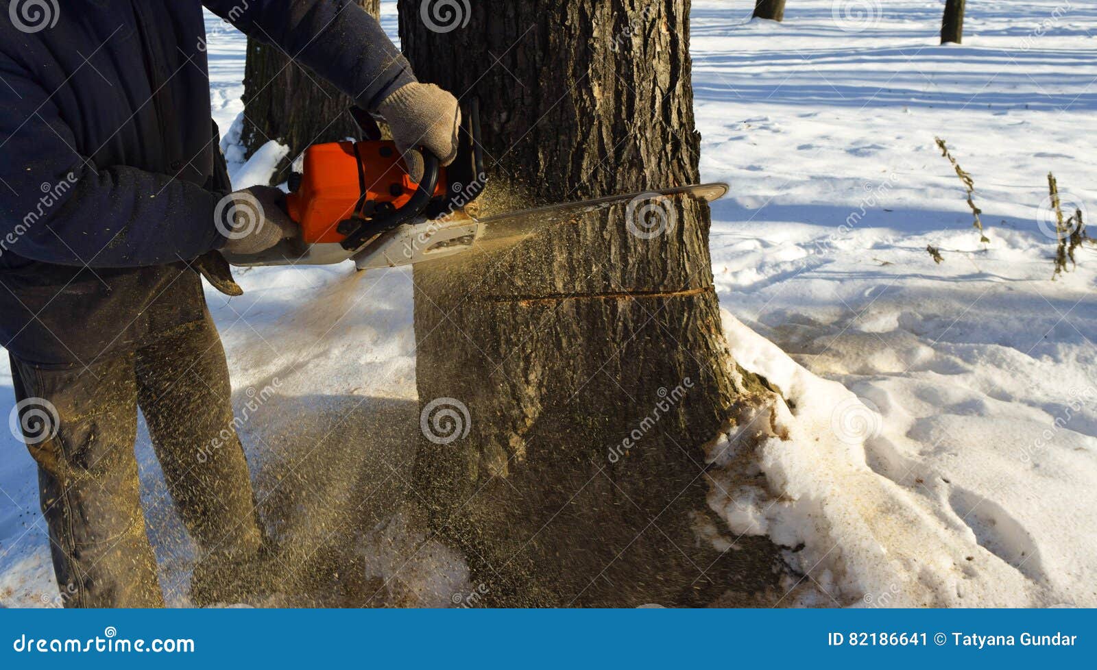 Cut Down the Tree with a Chainsaw. Stock Image - Image of sawing, white ...