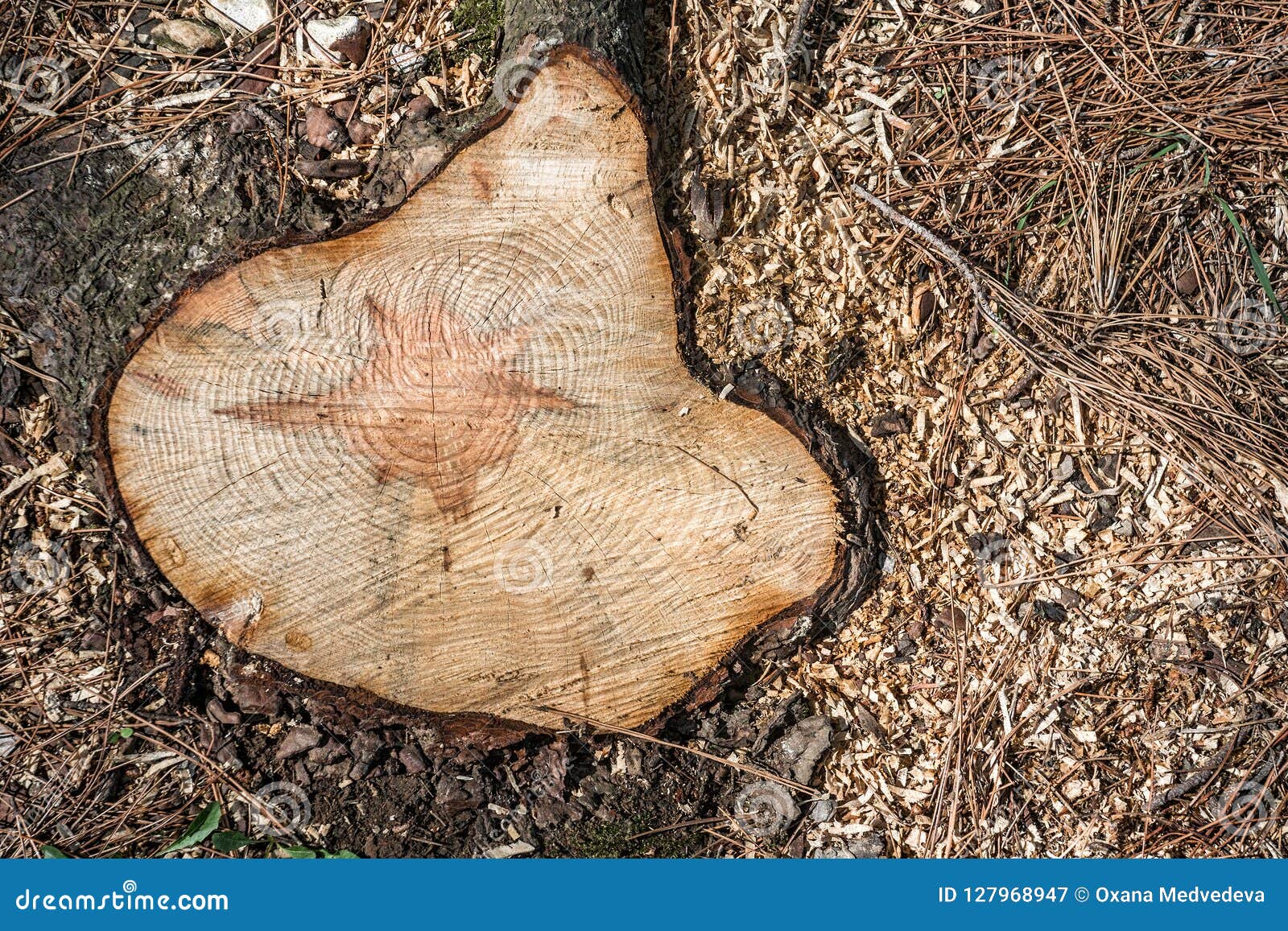 Tree Core Stock Photos - Royalty Free Images