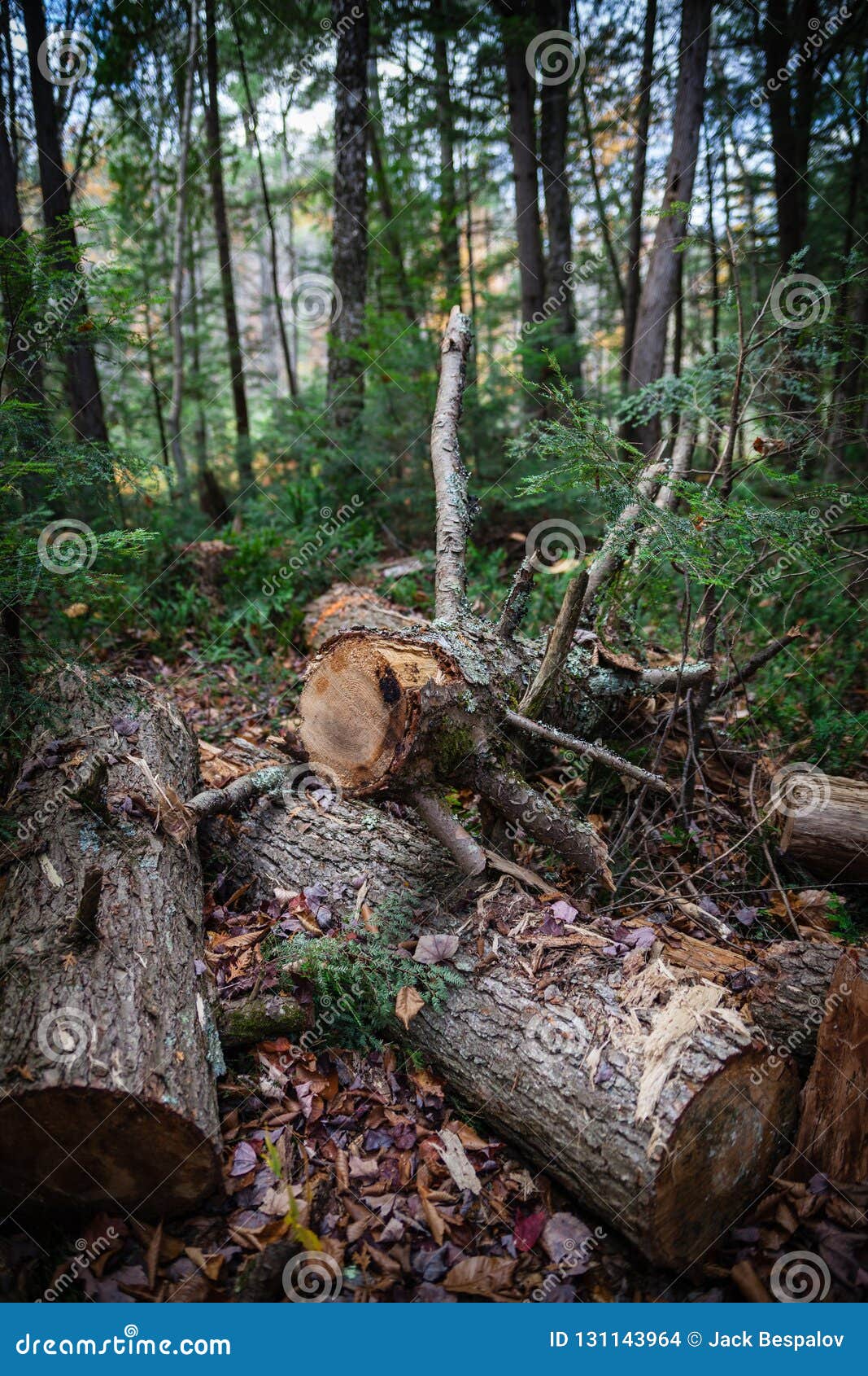 Cut down tree stock photo. Image of root, forestry, mark - 131143964
