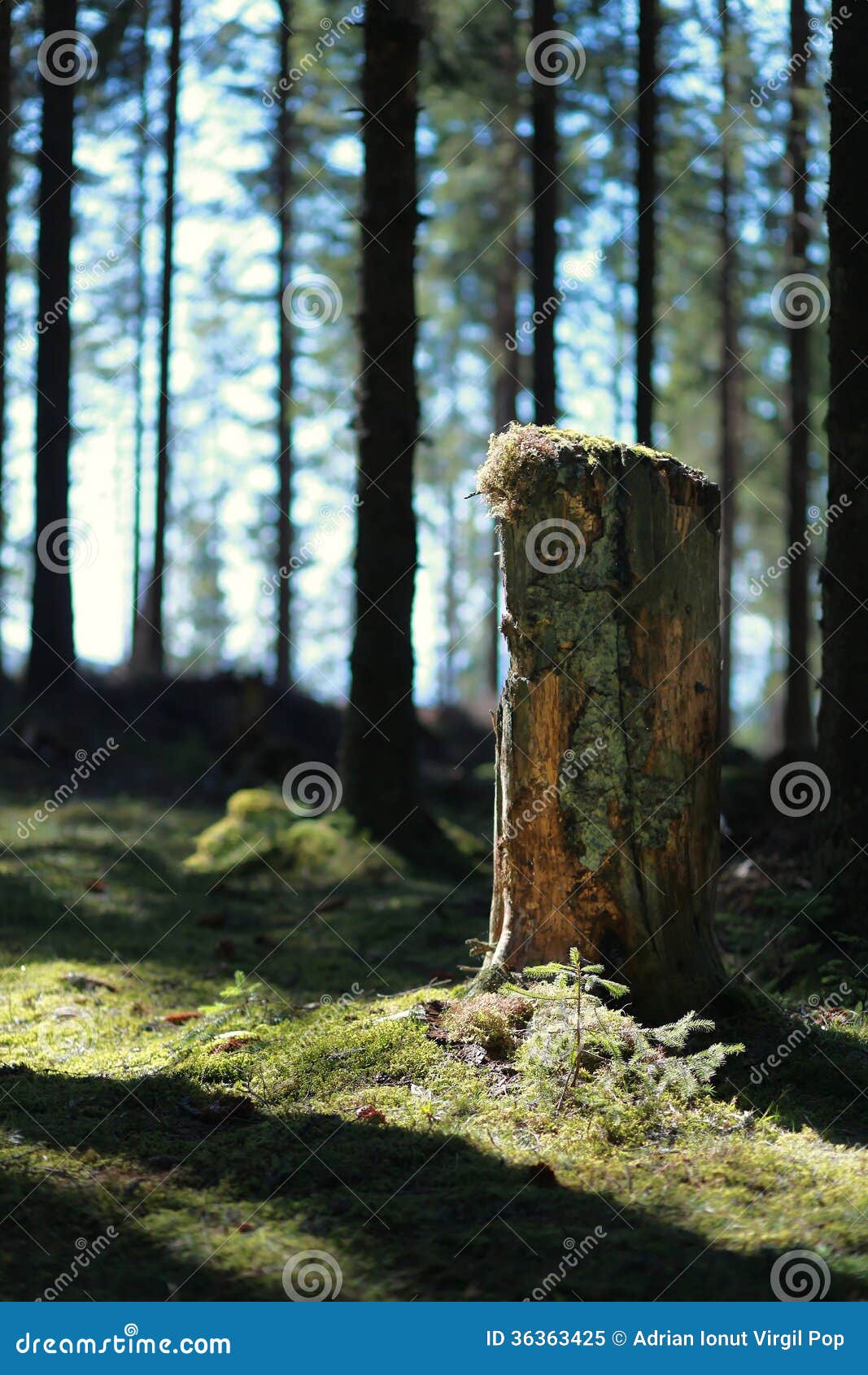 Cut Down Tree from Fir Forest Stock Image - Image of cutted, high: 36363425