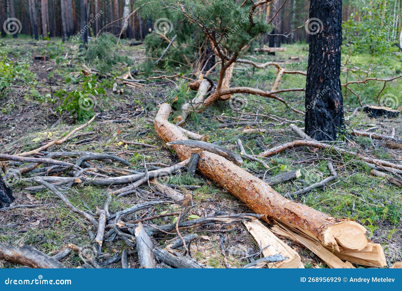 A Cut Down Tree in the Forest, a Pine Tree that Was Cut Down Stock ...