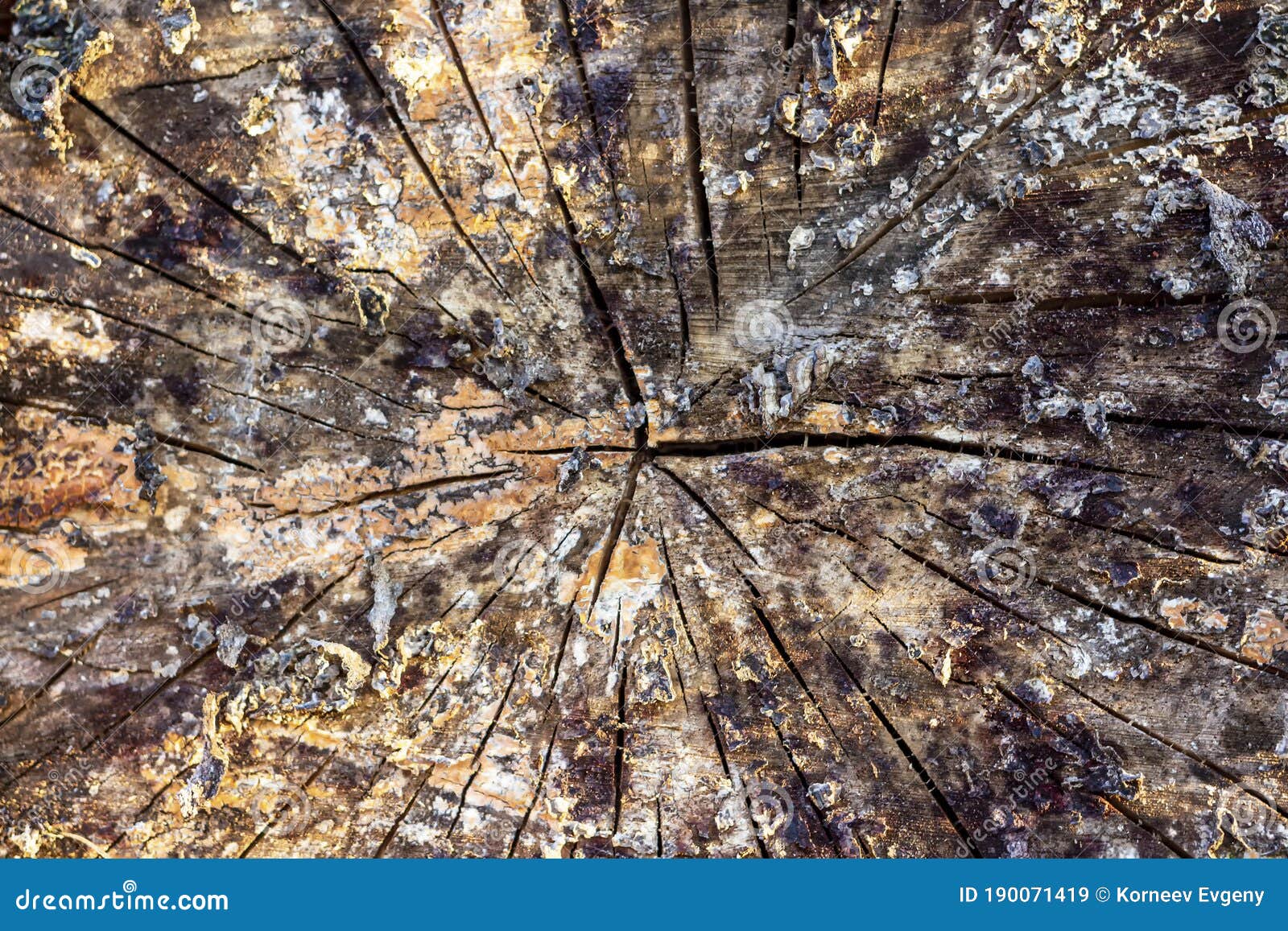 Cut Down a Tree. Fungus on the End. Texture, Annual Rings Stock Image ...