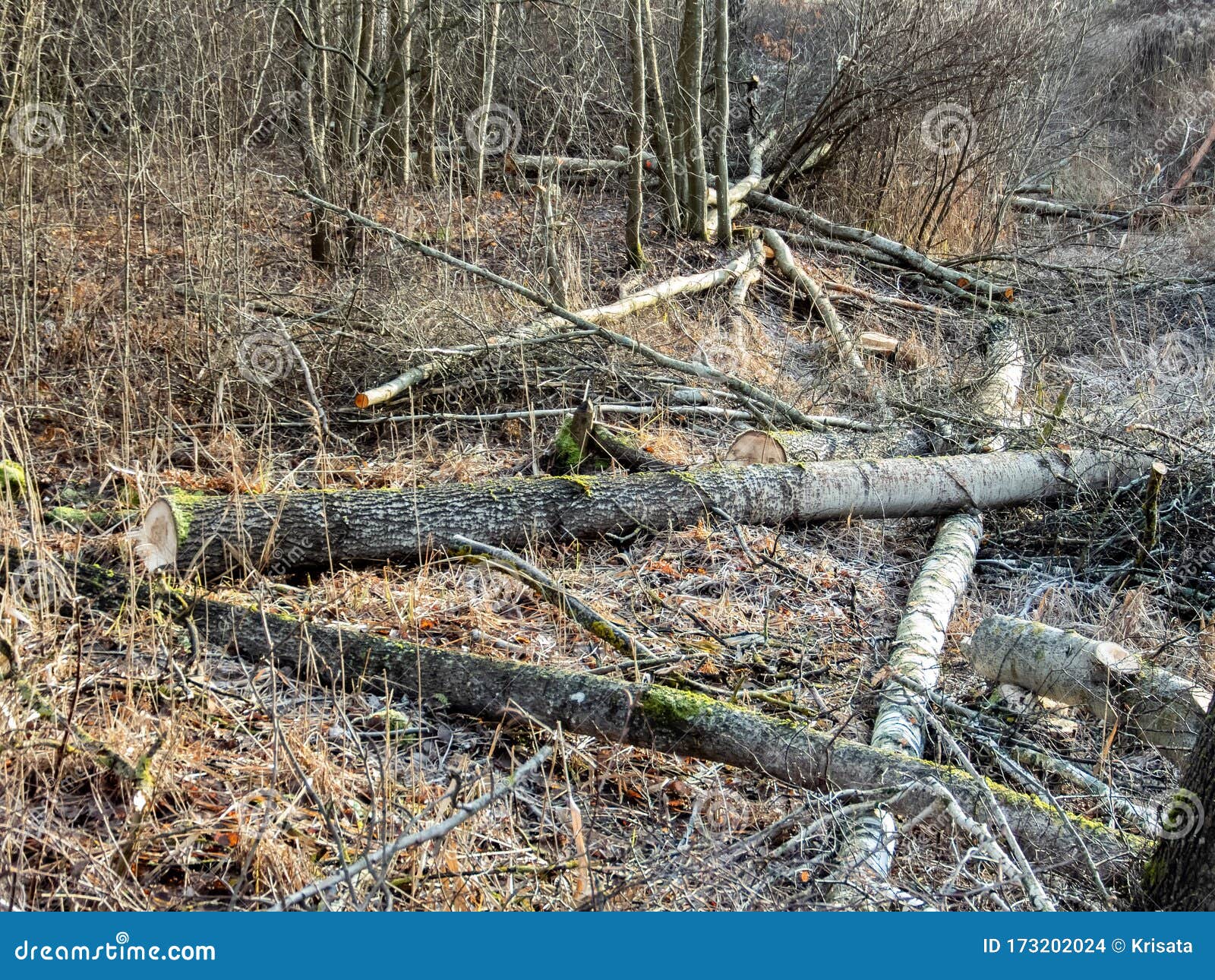 Cut Down Tree Logs Laying on the Ground. Deforestation Concept Stock ...