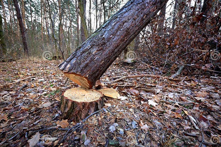 Cut down tree stock photo. Image of bark, park, stub - 49880362