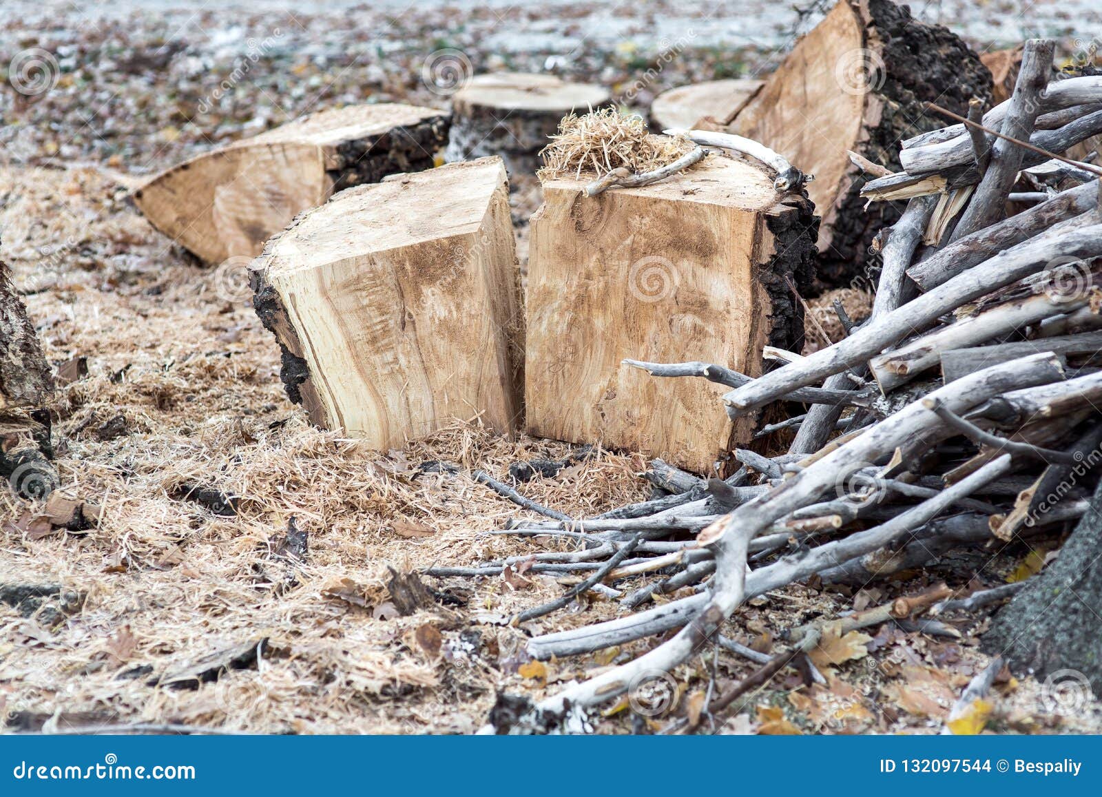 The cut down a tree. stock photo. Image of folded, pine - 132097544