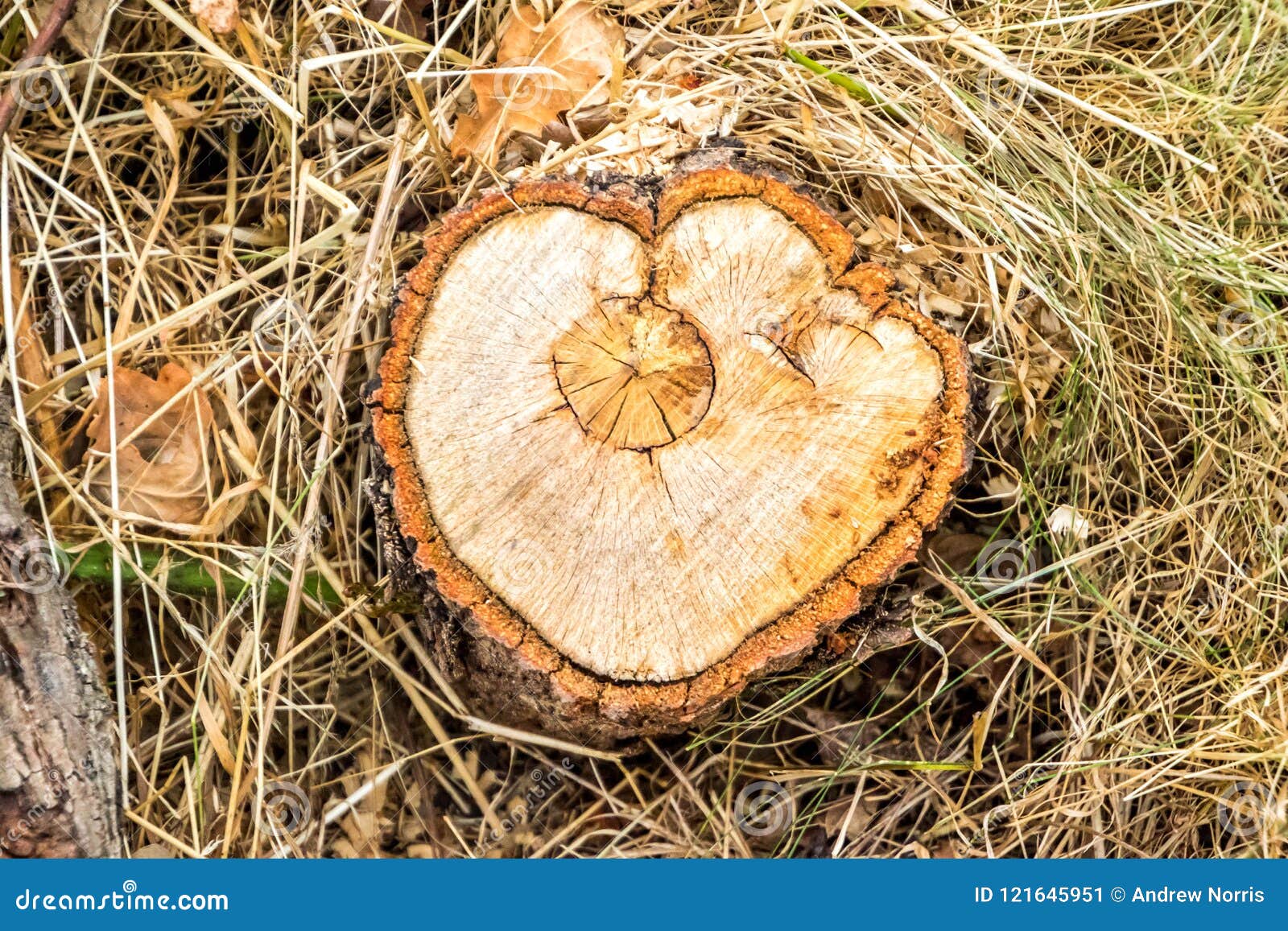 Tree Stump Heart stock image. Image of stump, trunk - 121645951
