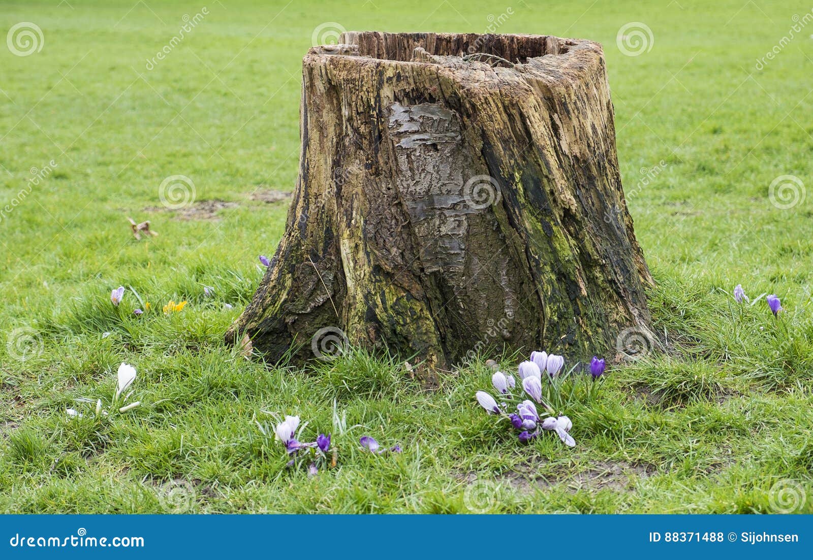 Cut down tree stump stock photo. Image of aged, felled - 88371488