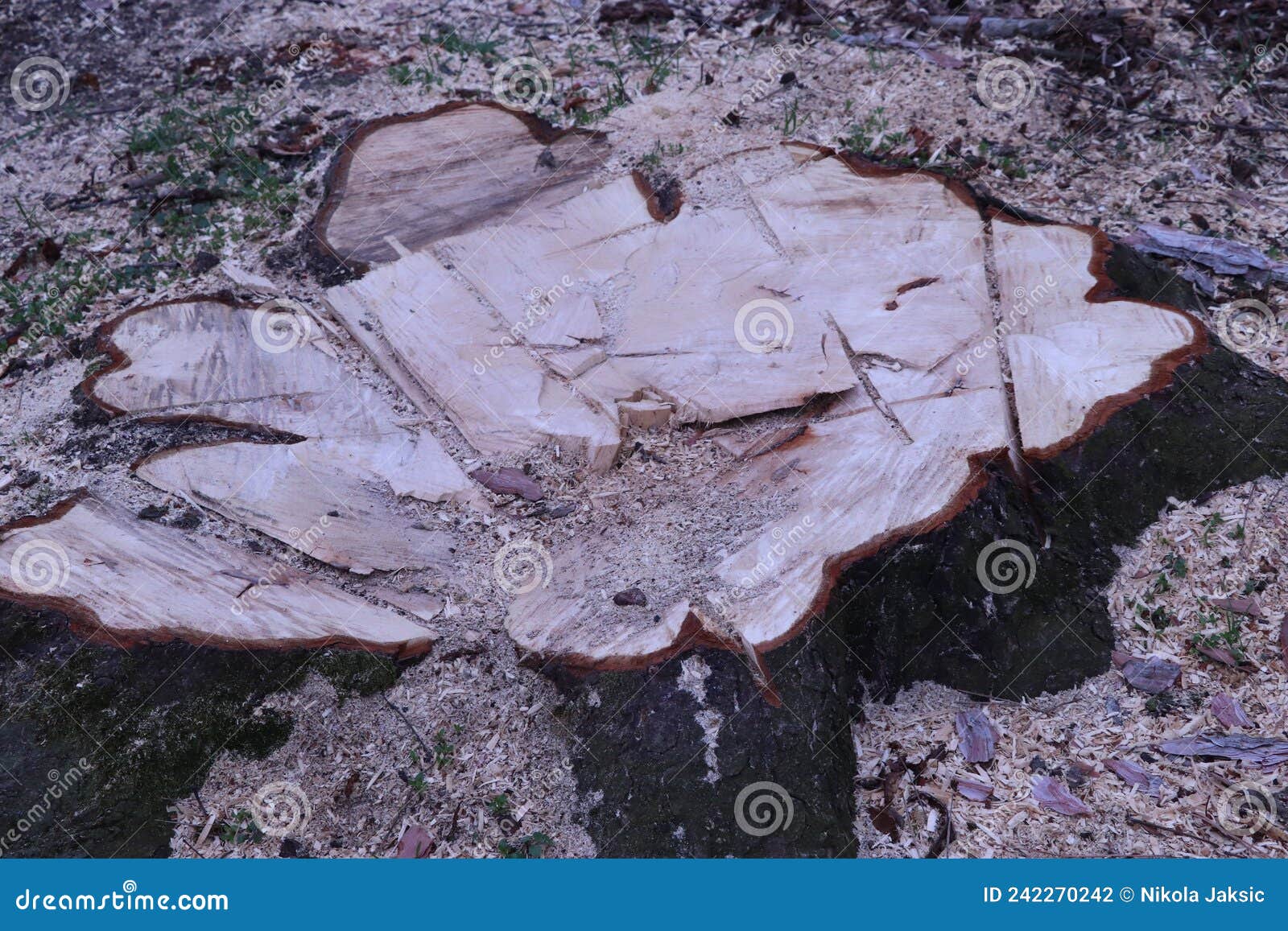 Cut Down a Tree, a Stump Remained in the Ground Stock Photo - Image of ...