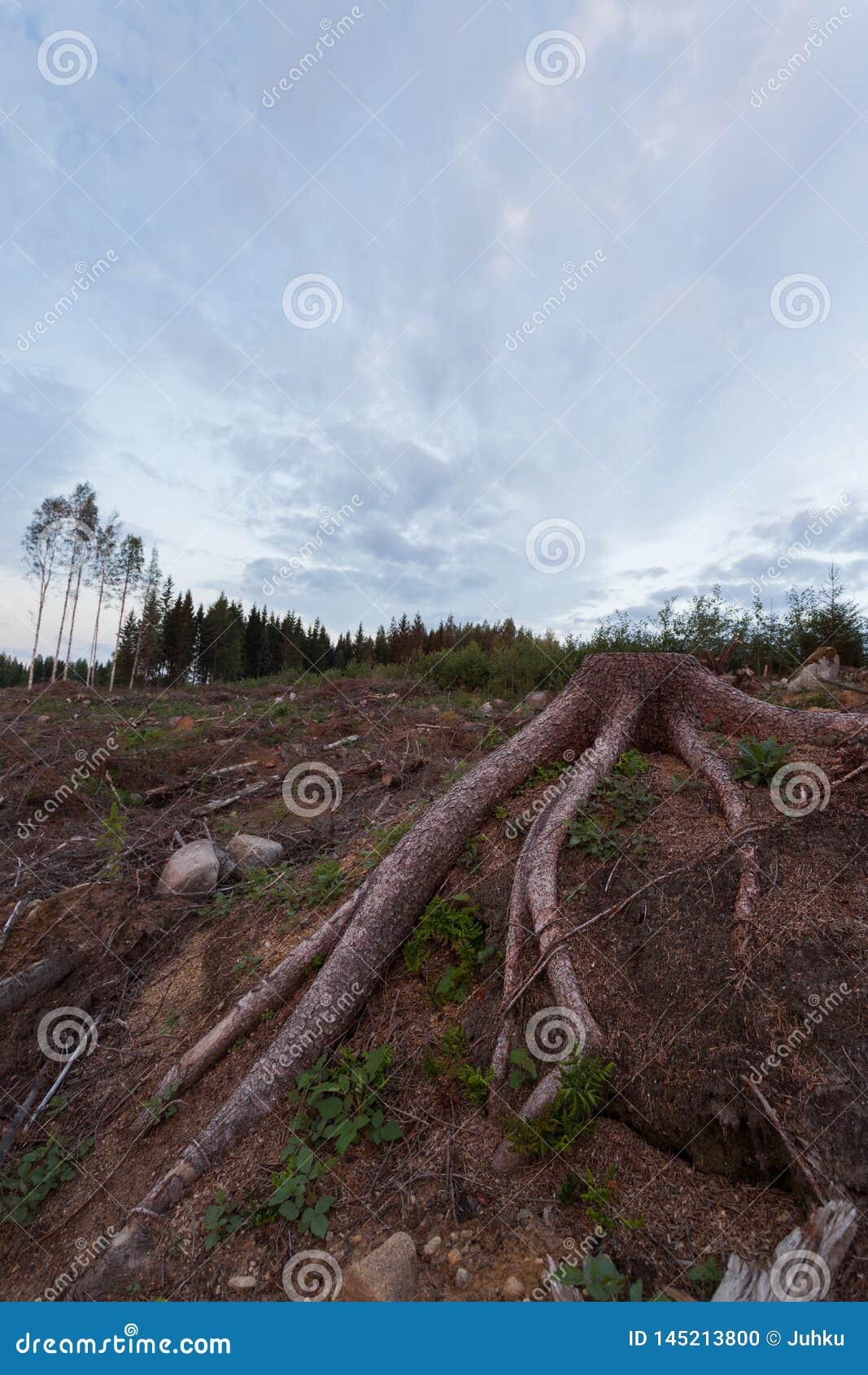 Cut Down Tree Stump Roots at Logging Area Stock Photo - Image of area ...